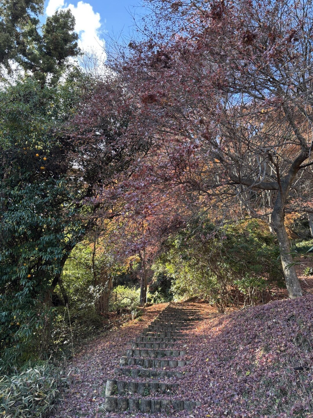 四阿屋山（つつじ新道） / Nozomiさんの四阿屋山の活動データ | YAMAP / ヤマップ