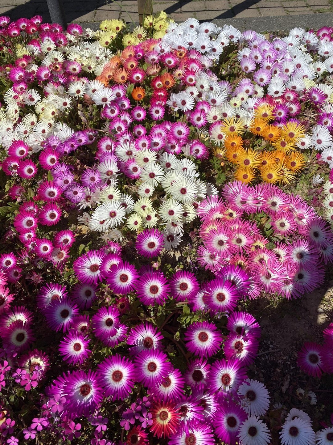 藤枝蓮華寺池 / ichi-rokuさんのモーメント | YAMAP / ヤマップ