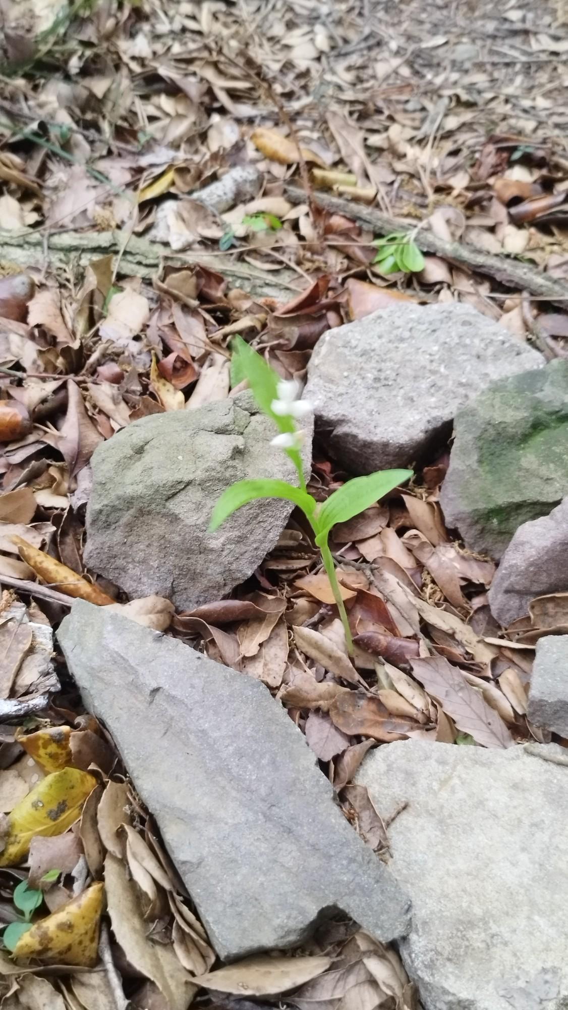 高尾山では、数少ないギンランが咲いていま... / tutyanさんのモーメント | YAMAP / ヤマップ