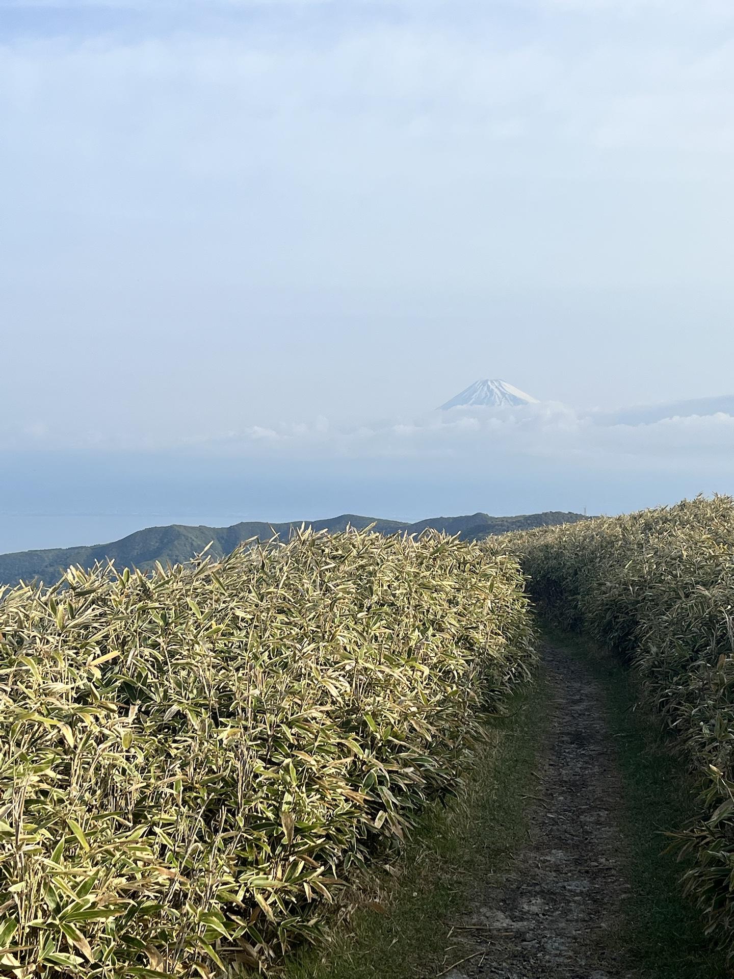 金冠山・奥山・小達磨山・達磨山・古稀山・伽藍山 / su-junさんの金冠山・達磨山・葛城山の活動データ | YAMAP / ヤマップ