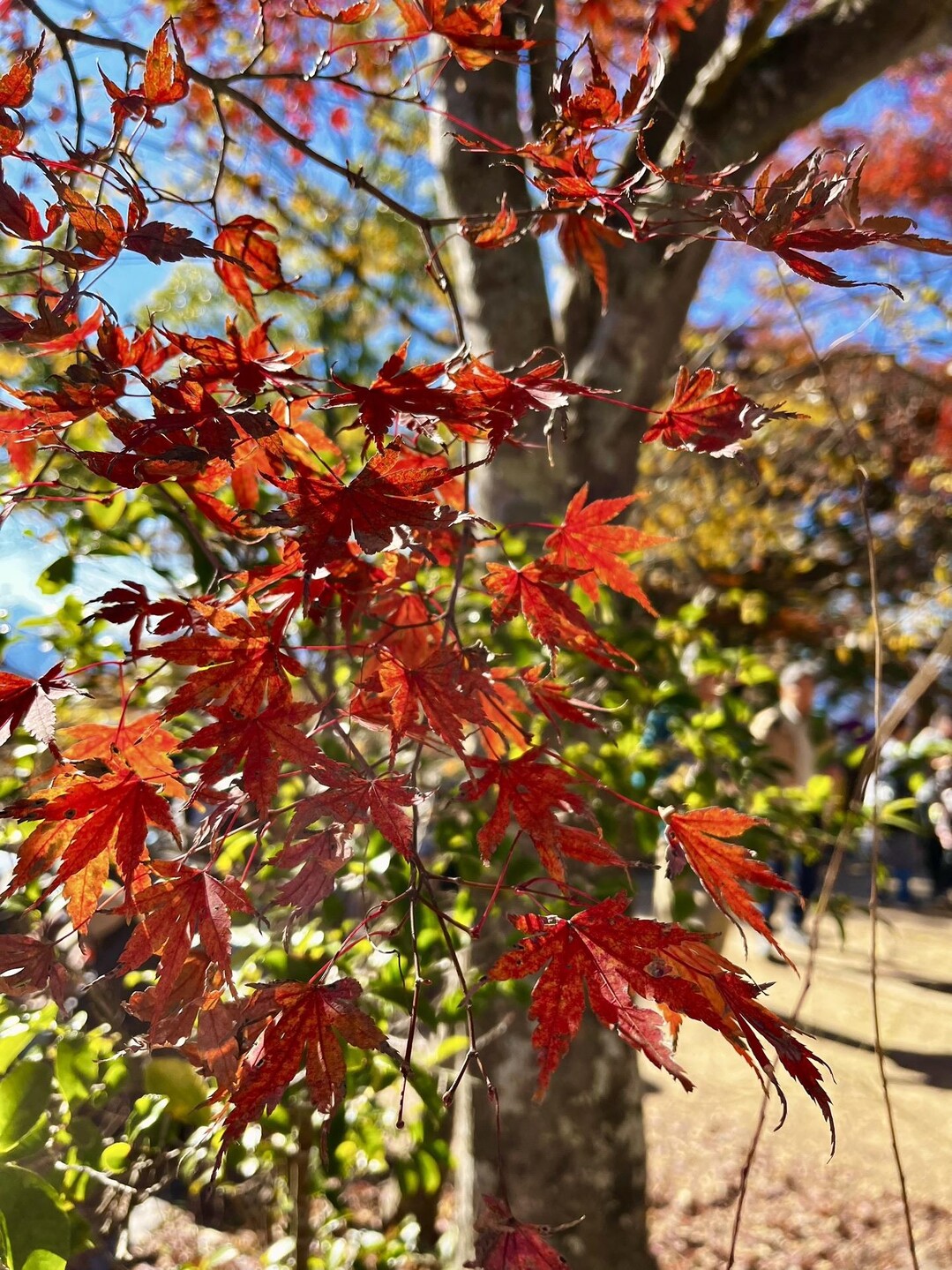 久しぶりの高尾山🍁 澄んでる空気を感じ... / kanaさんのモーメント | YAMAP / ヤマップ