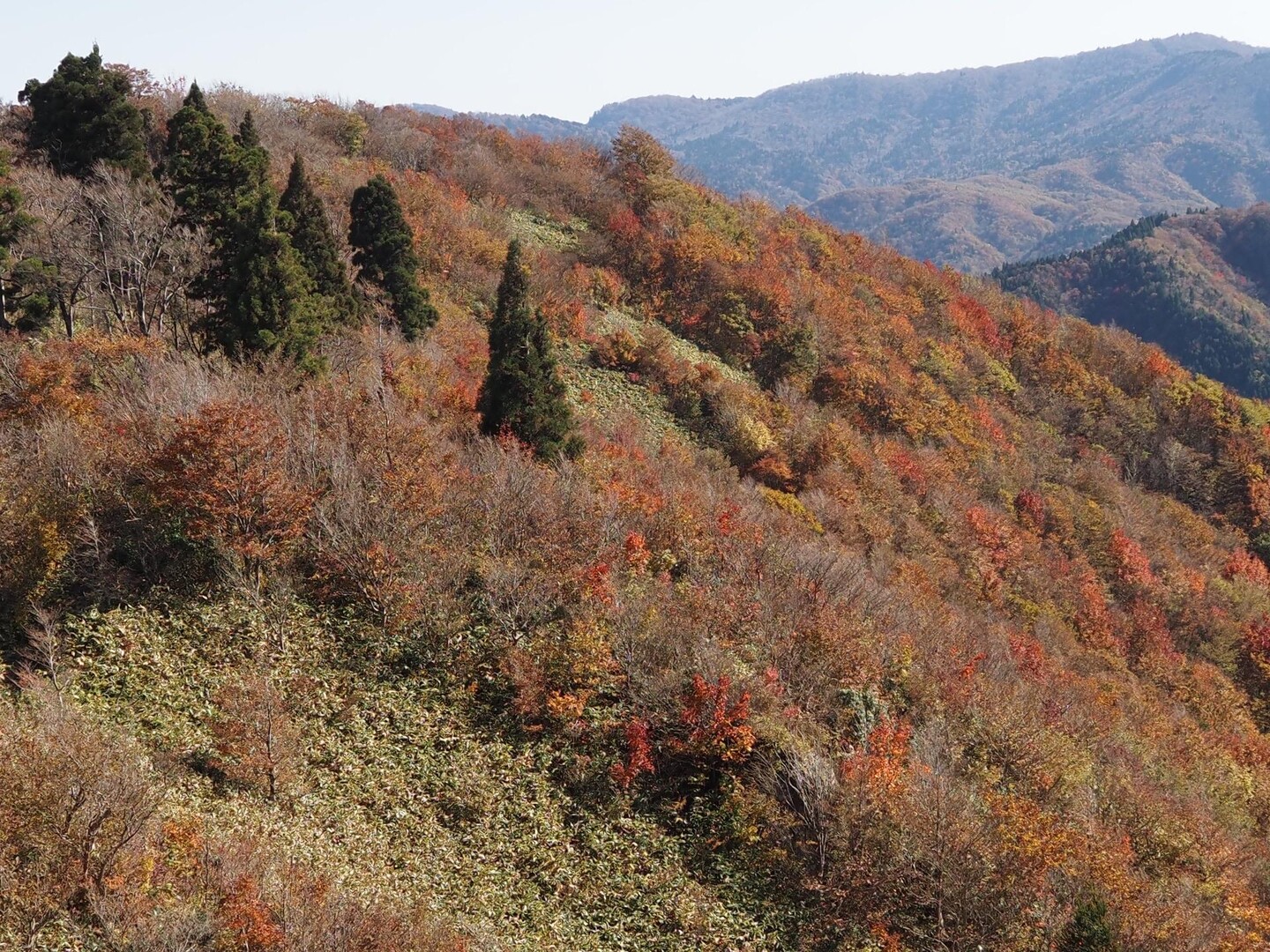 デンジャラス 紅葉🍁三昧・大神ヶ岳・赤谷山-2023-11-01 / BINcyanさんの大神ヶ岳・赤谷山の活動データ | YAMAP / ヤマップ