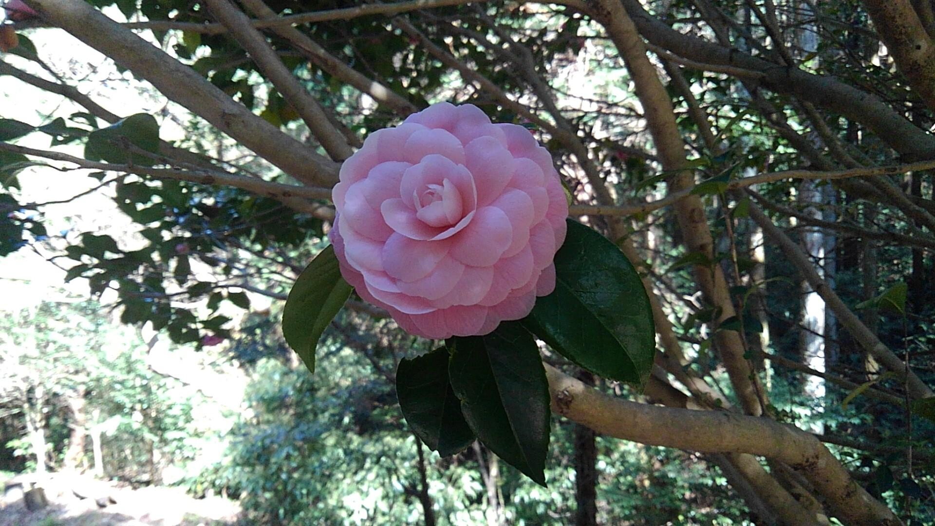 三丈ヶ滝から桑谷山 / smileさんの遠望峰山・桑谷山・聖山の活動データ | YAMAP / ヤマップ