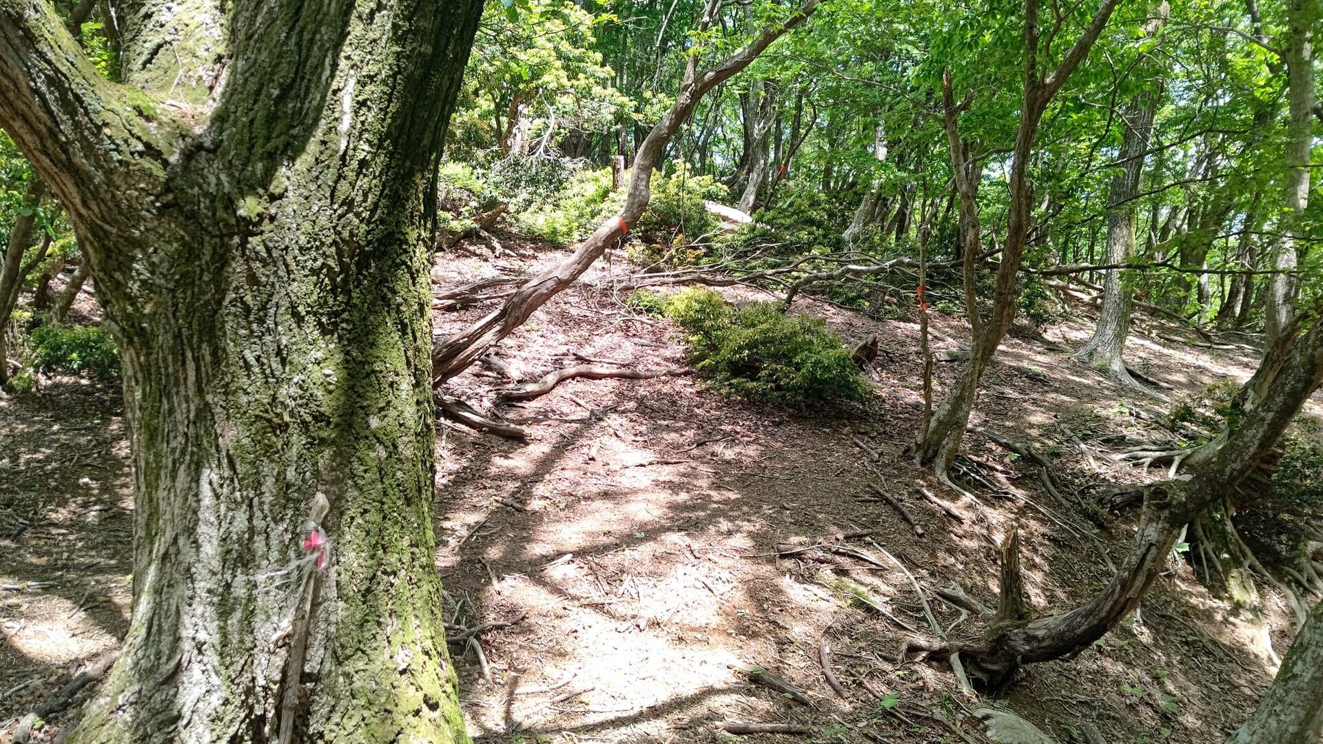 ypkun.さんの投稿したフィールドメモ | YAMAP / ヤマップ