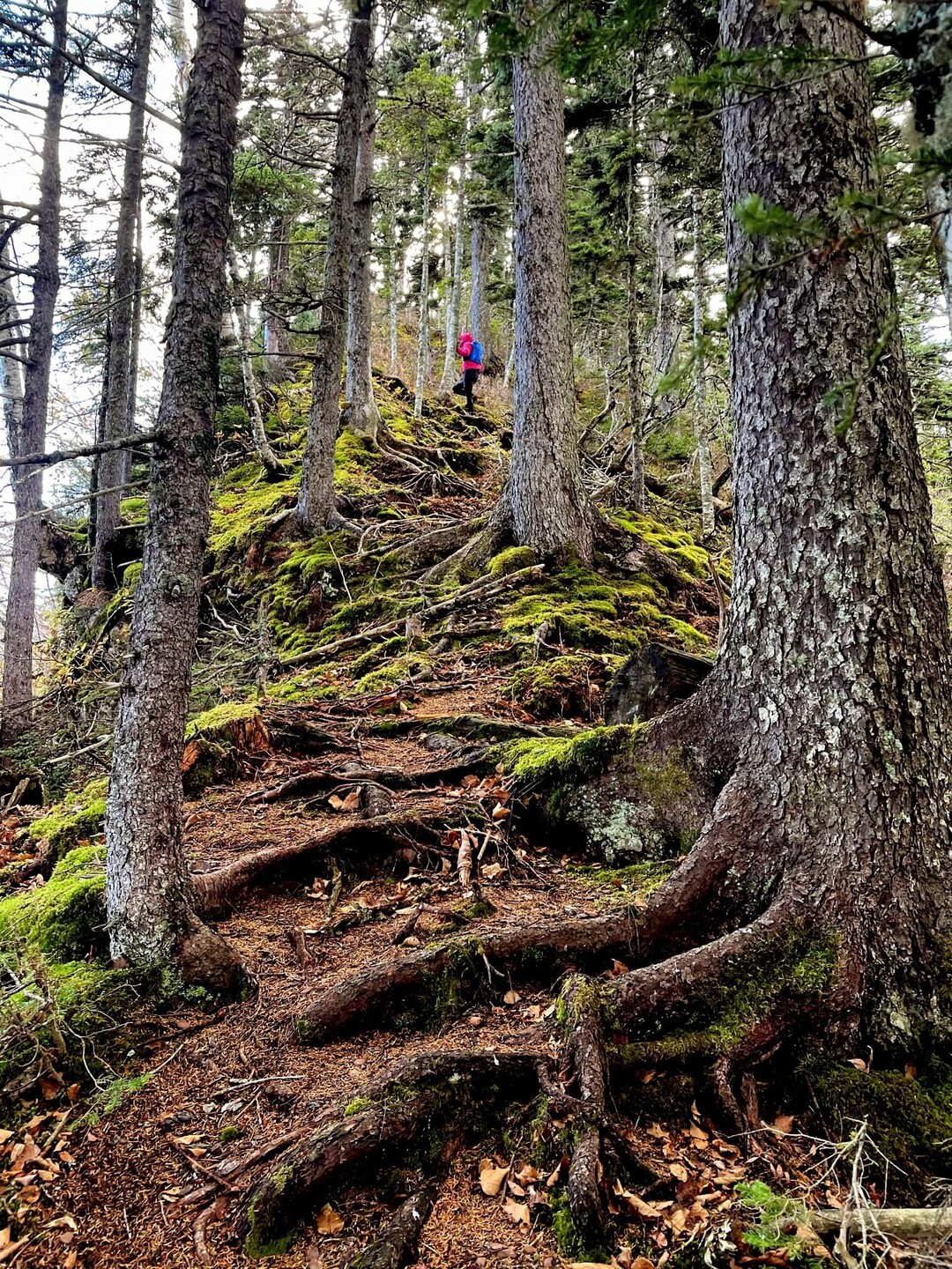 支湧別岳 / kiyo-ibaさんの支湧別岳の活動データ | YAMAP / ヤマップ
