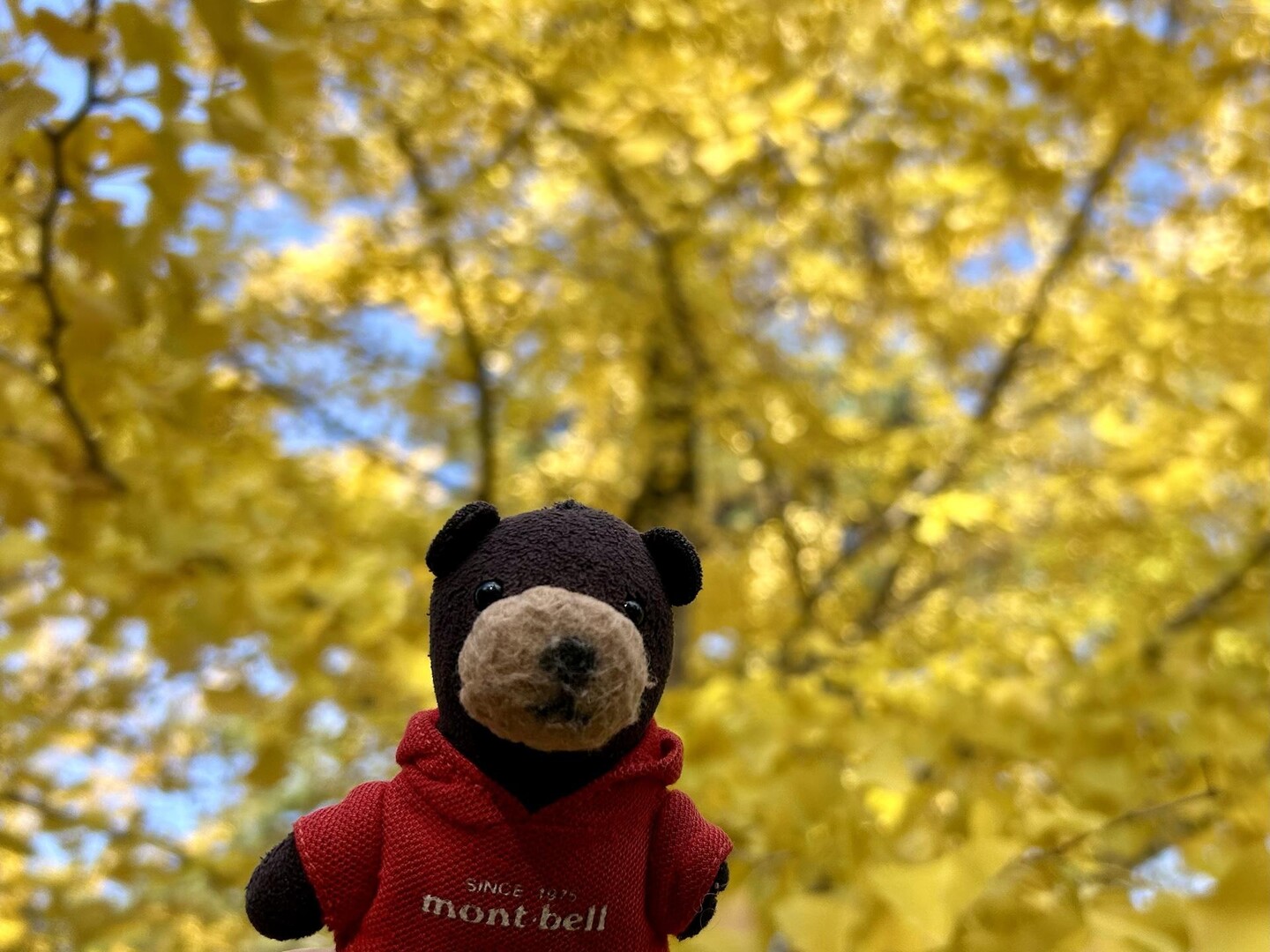 週末あるき((´∀`*))別府公園 / datinさんの由布岳・鶴見岳の活動データ | YAMAP / ヤマップ