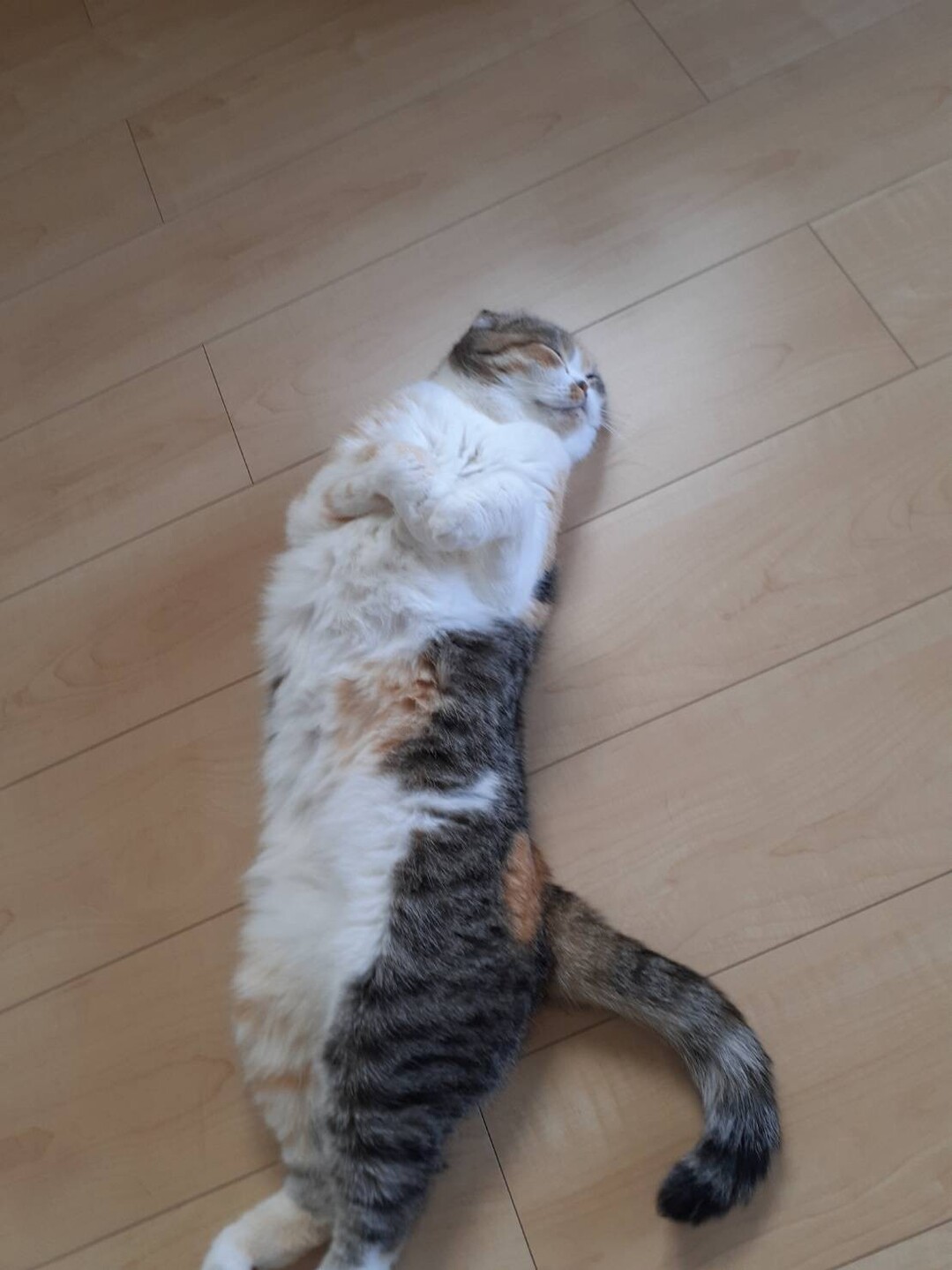 お掃除終わった後の😺ご機嫌な様子です ... / mokoさんのモーメント | YAMAP / ヤマップ