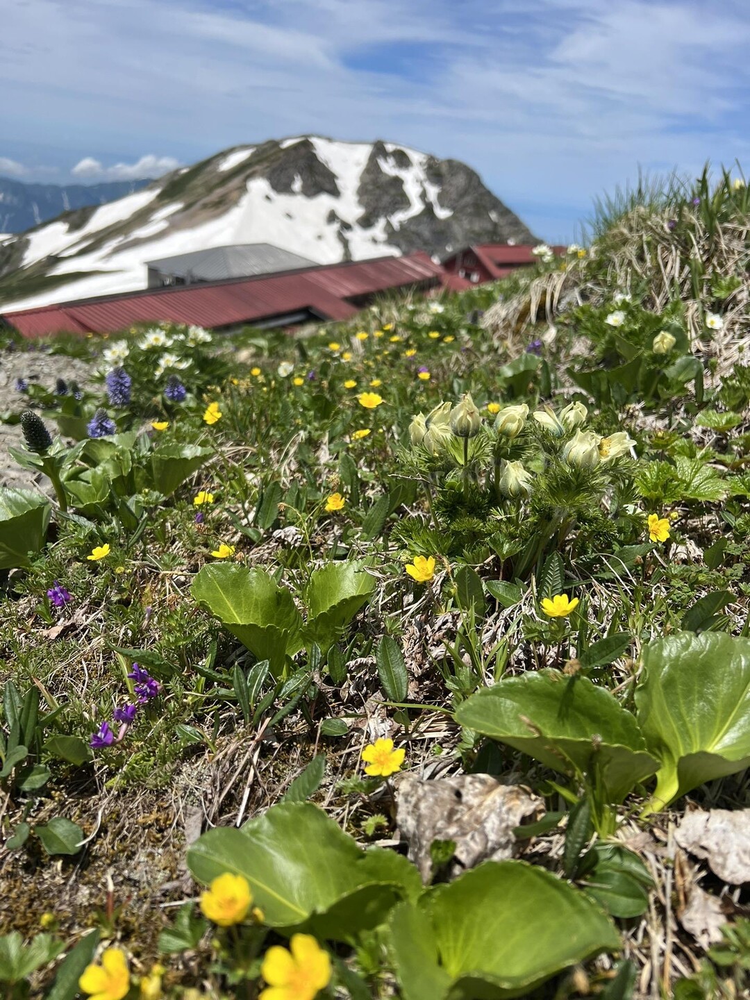 白馬岳にも沢山お花が咲き始めました🌸 / ayaさんのモーメント | YAMAP / ヤマップ