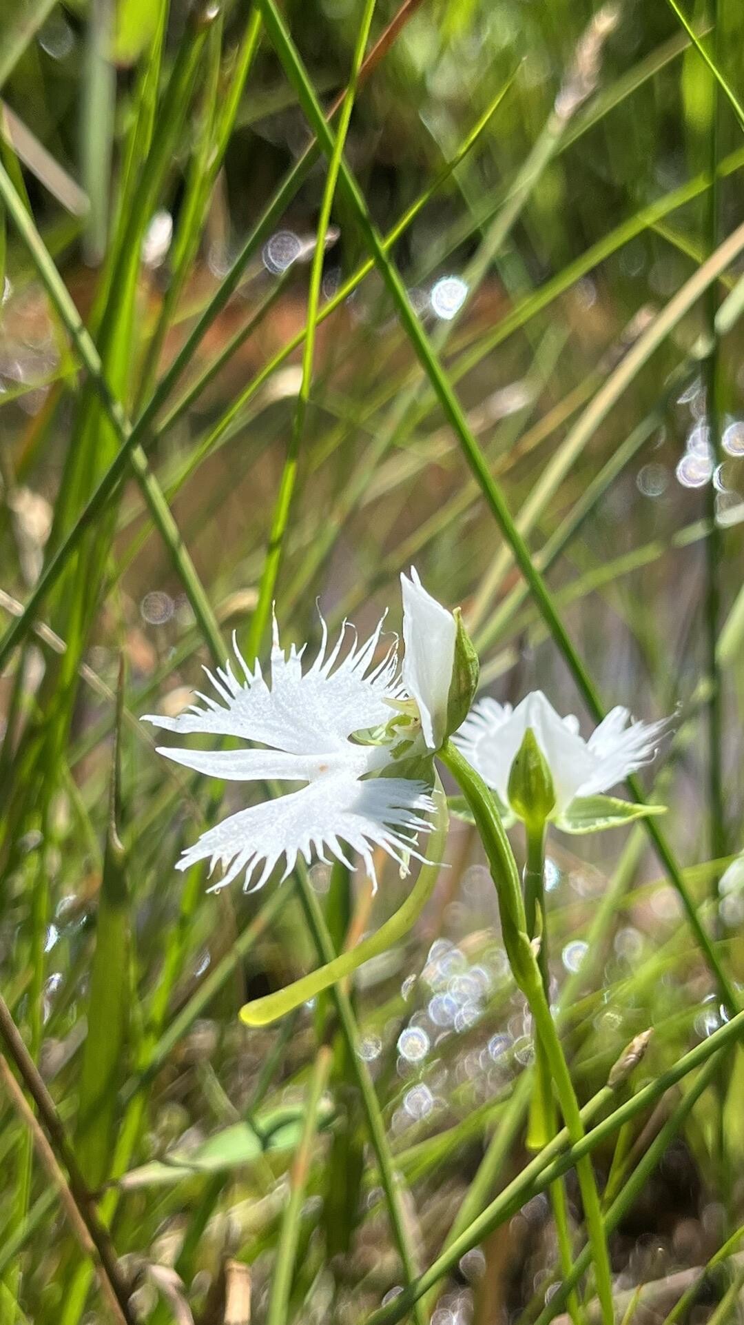 八幡岳の後に樫原湿原も行って来ました。 ... / t@tsuさんのモーメント | YAMAP / ヤマップ