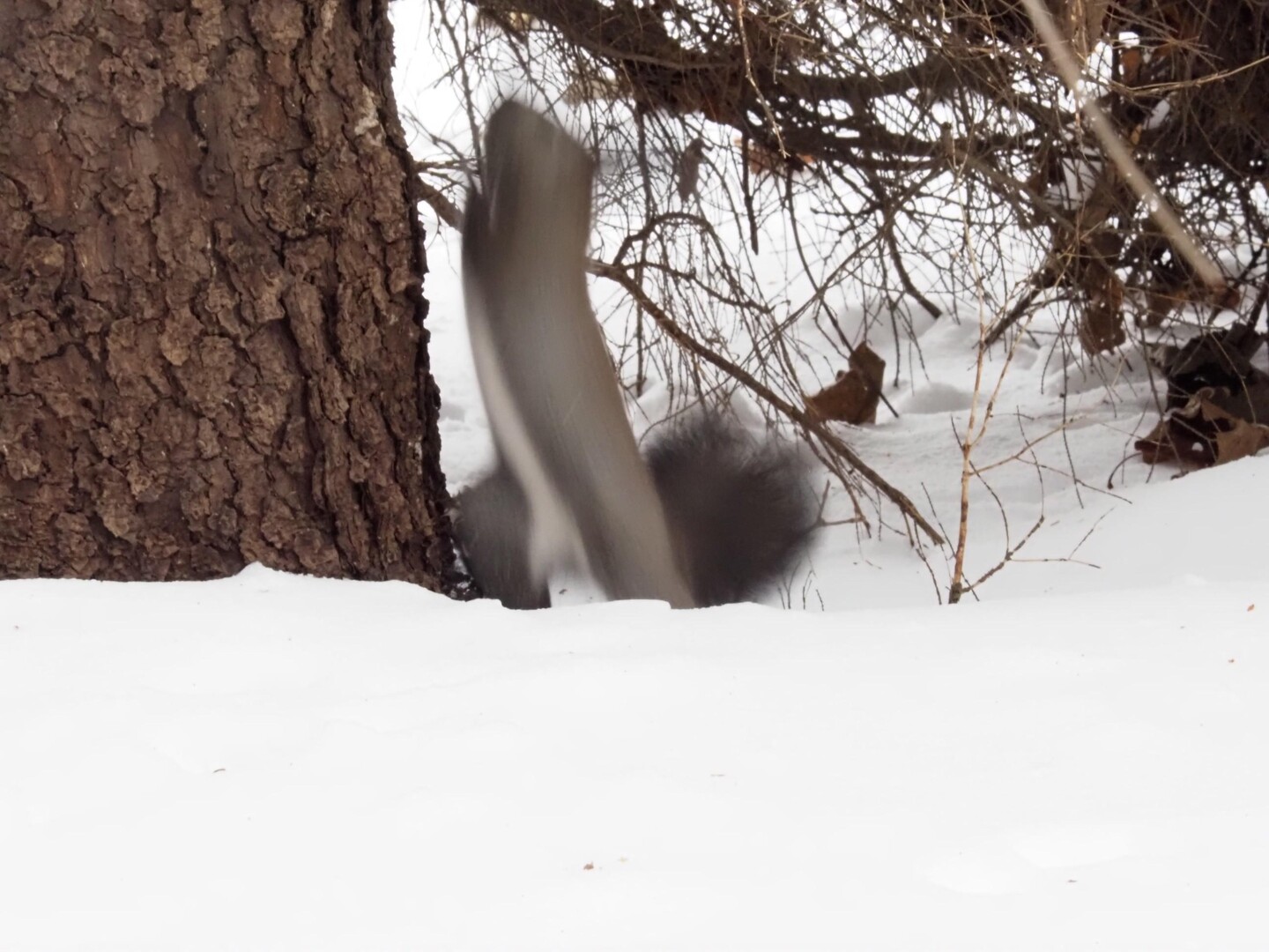 今日は前田森林公園でスノーシュー とリス... / doaraさんのモーメント | YAMAP / ヤマップ