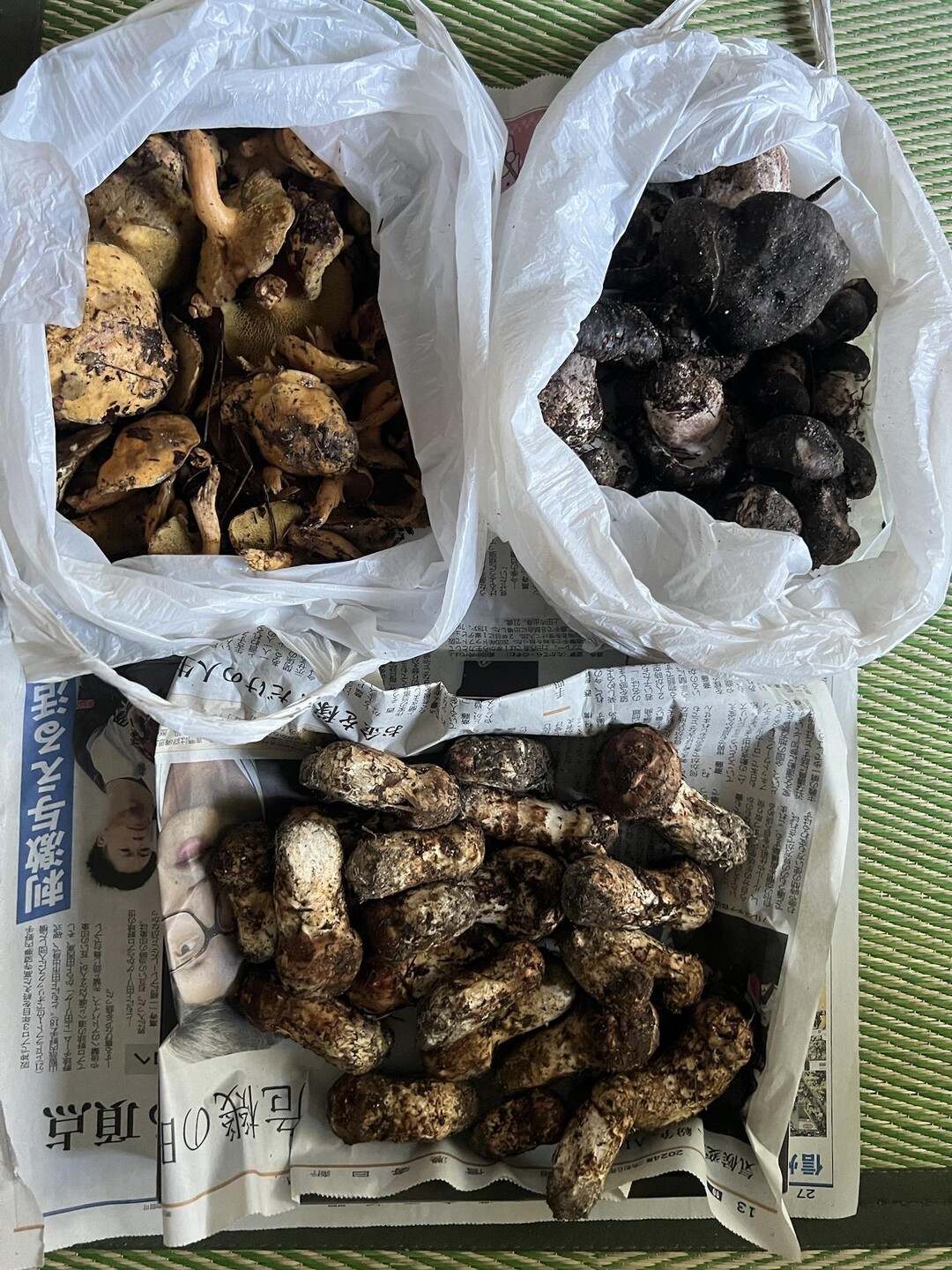 今シーズン2回目のきのこ山へ⛰️ 松茸、... / RYUさんのモーメント | YAMAP / ヤマップ