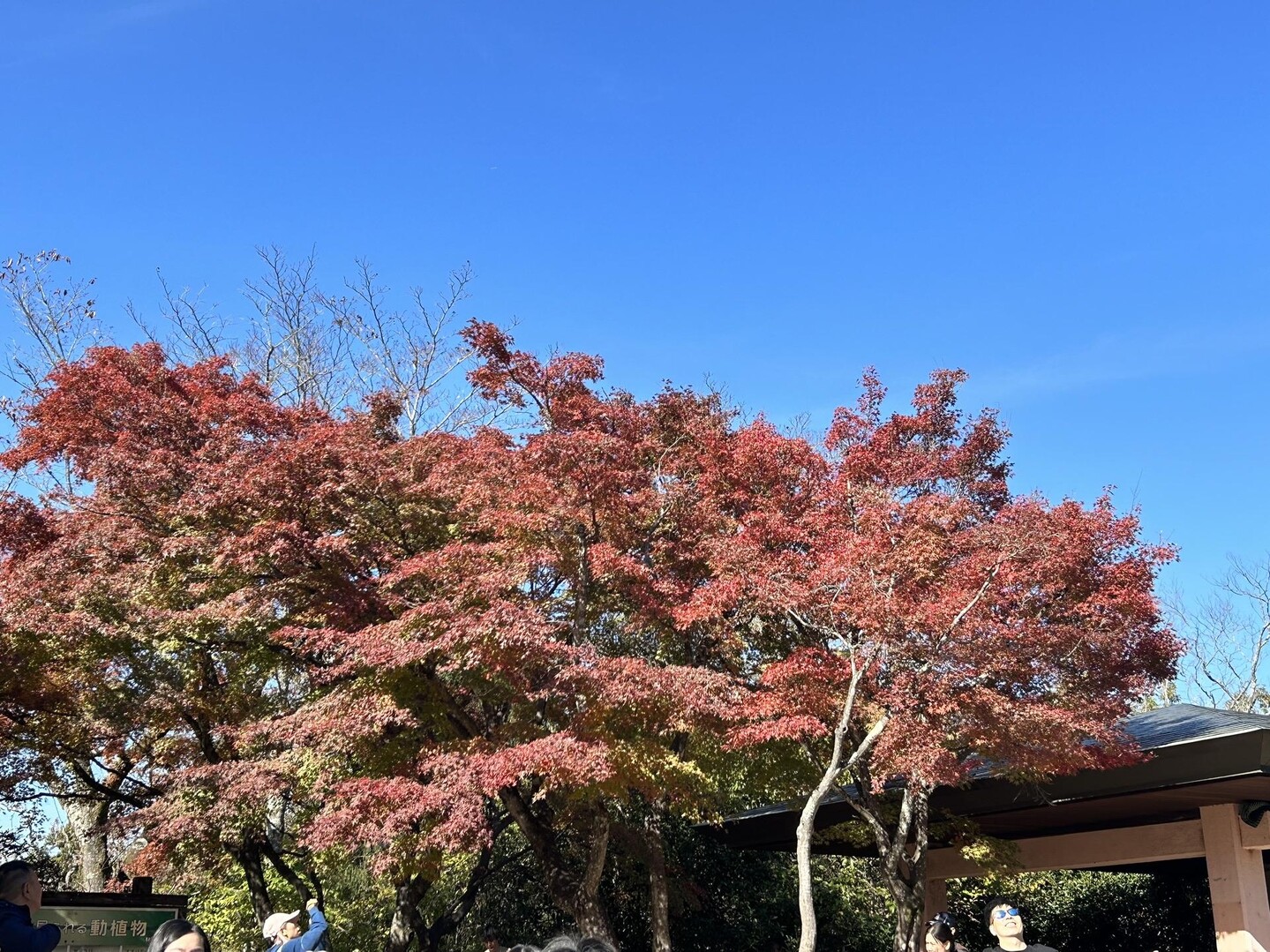 高尾山ハイキング6号路→4号路 / nonさんのウォーキングの活動データ | YAMAP / ヤマップ