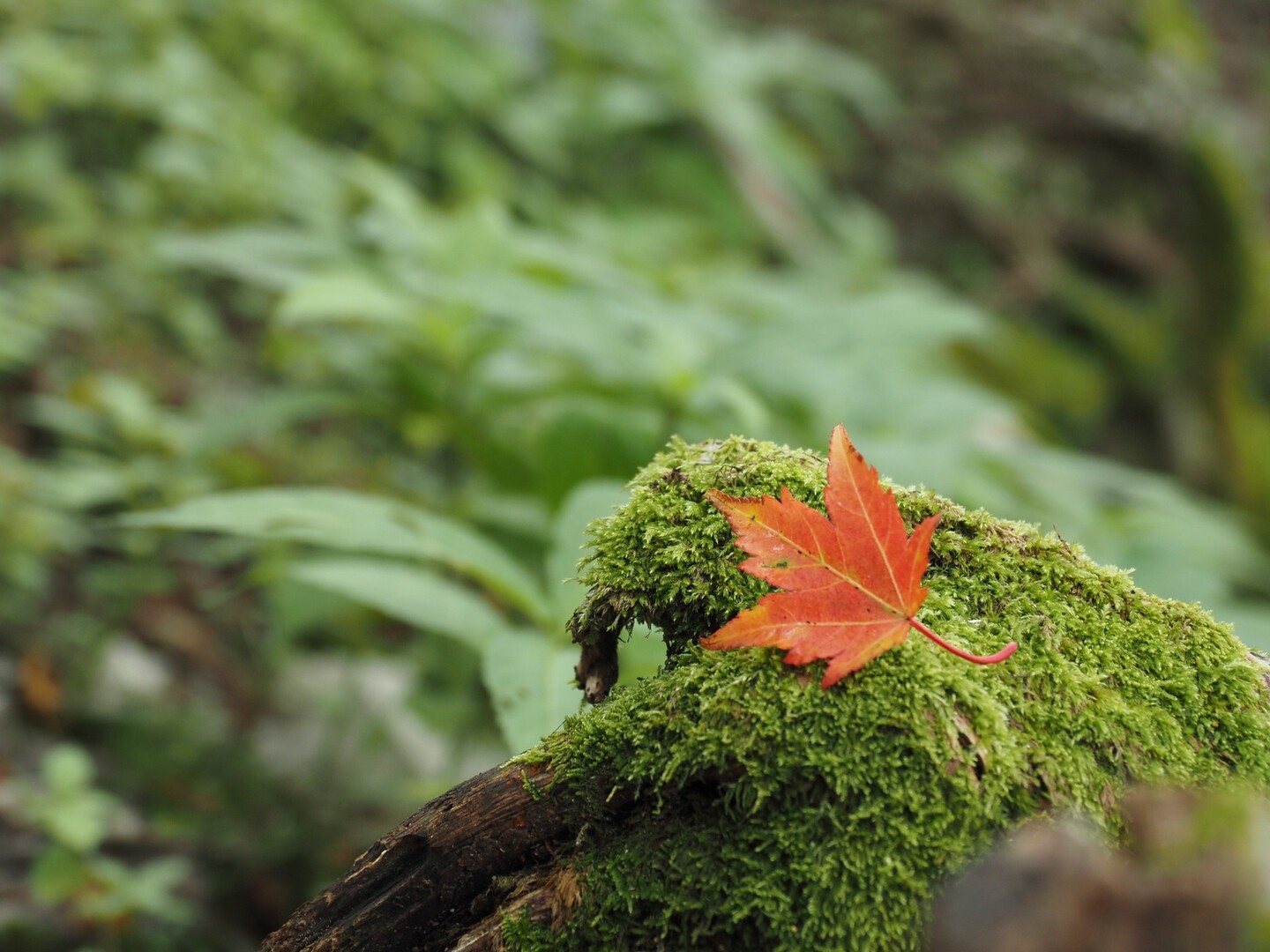 秋の訪れを感じさせる剣山 / jpigさんの剣山の活動データ | YAMAP / ヤマップ