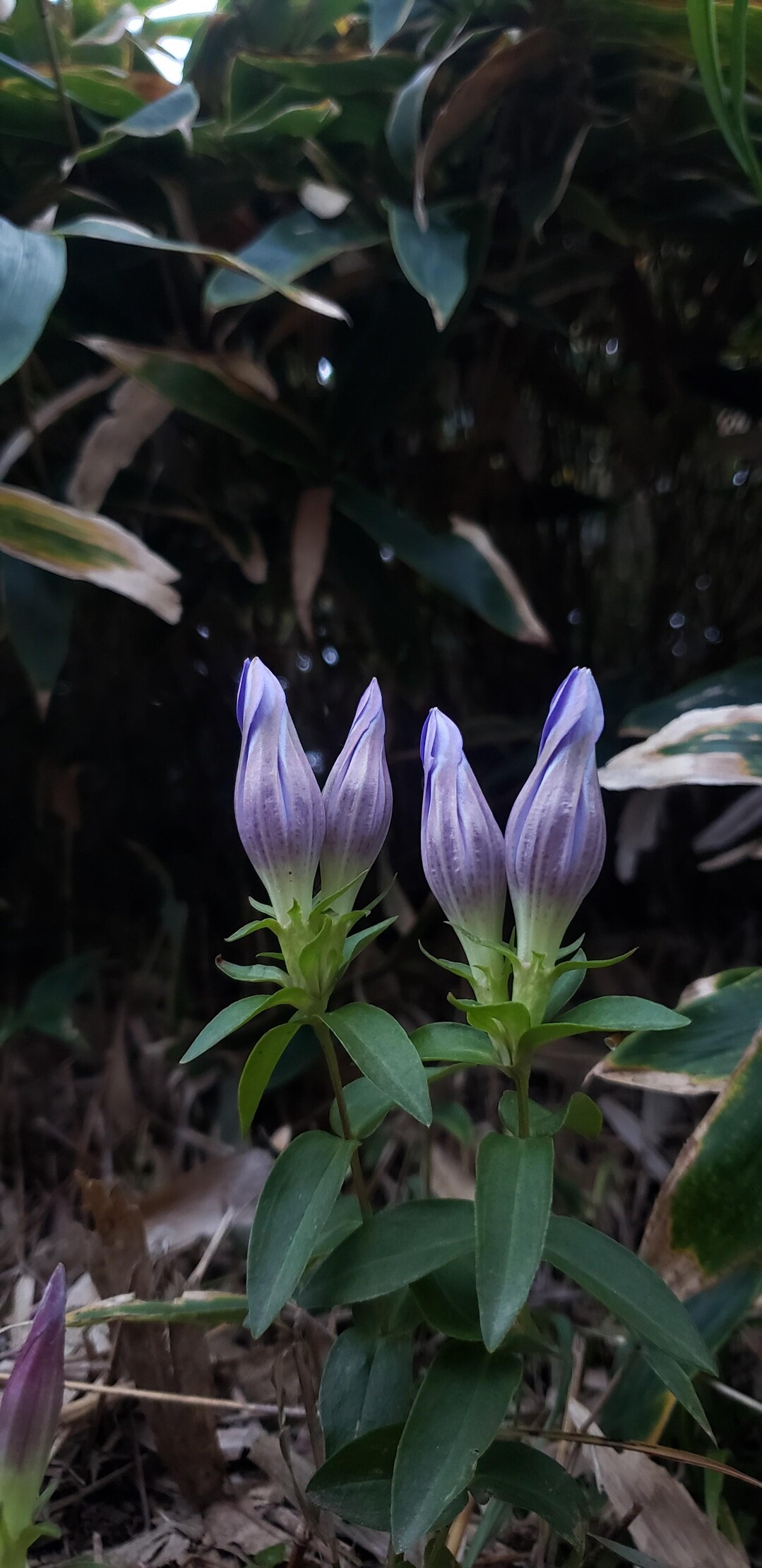 朝活朝駆け♪ お花目的のお方は・・・ ... / Chi-chanさんのモーメント | YAMAP / ヤマップ