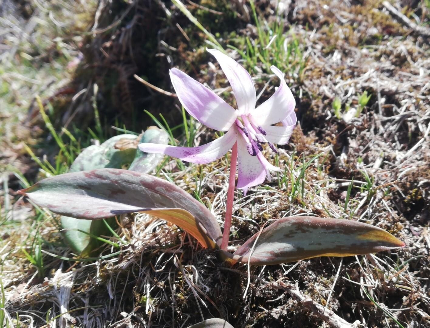結果的にTMで赤星山・豊受山 / Mt. 3776さんの赤星山・豊受山の活動データ | YAMAP / ヤマップ