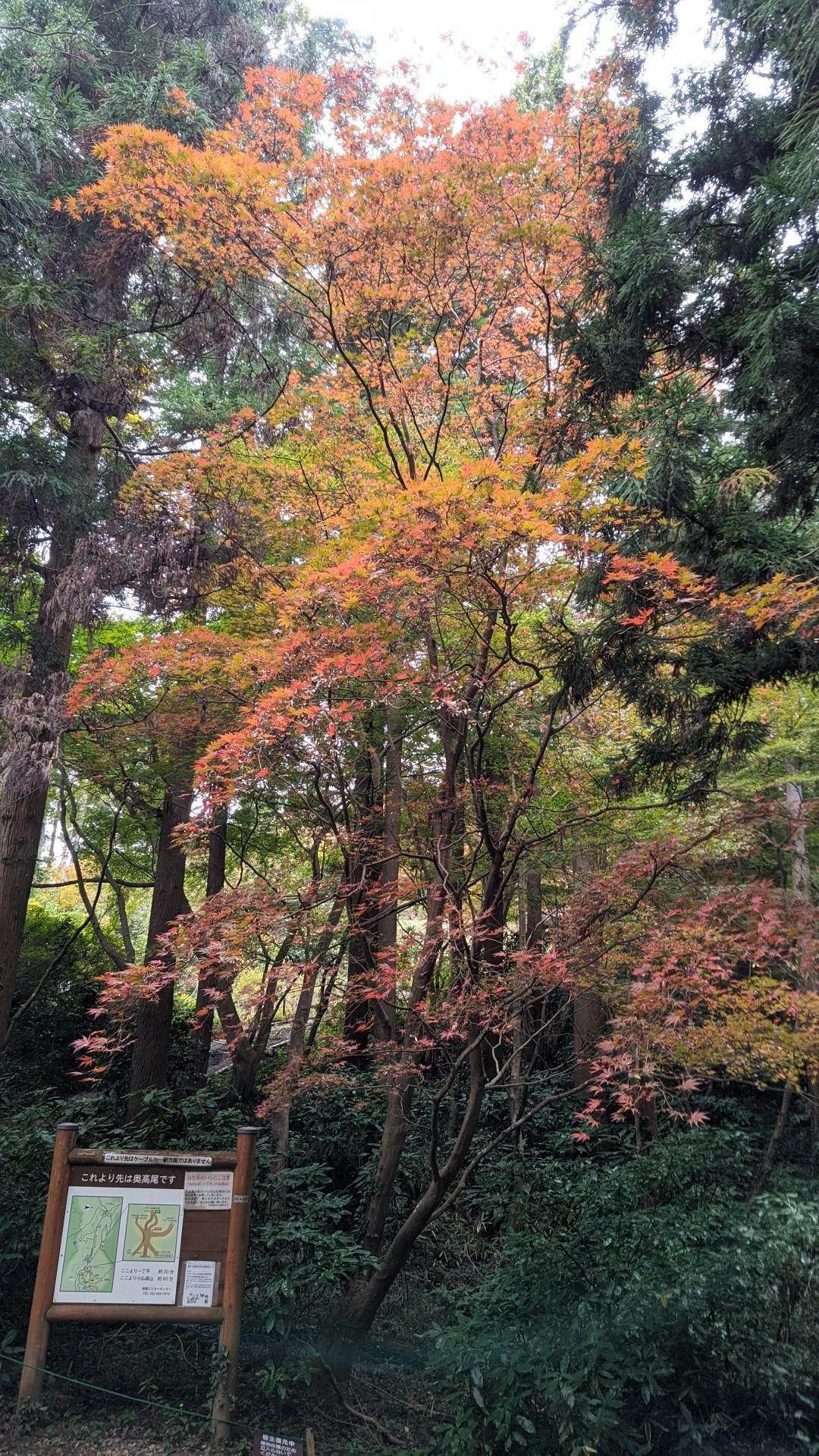 【高尾山】平日のいつものアレ🐯🍺♨️ / manchildさんの高尾山・陣馬山・景信山の活動データ | YAMAP / ヤマップ