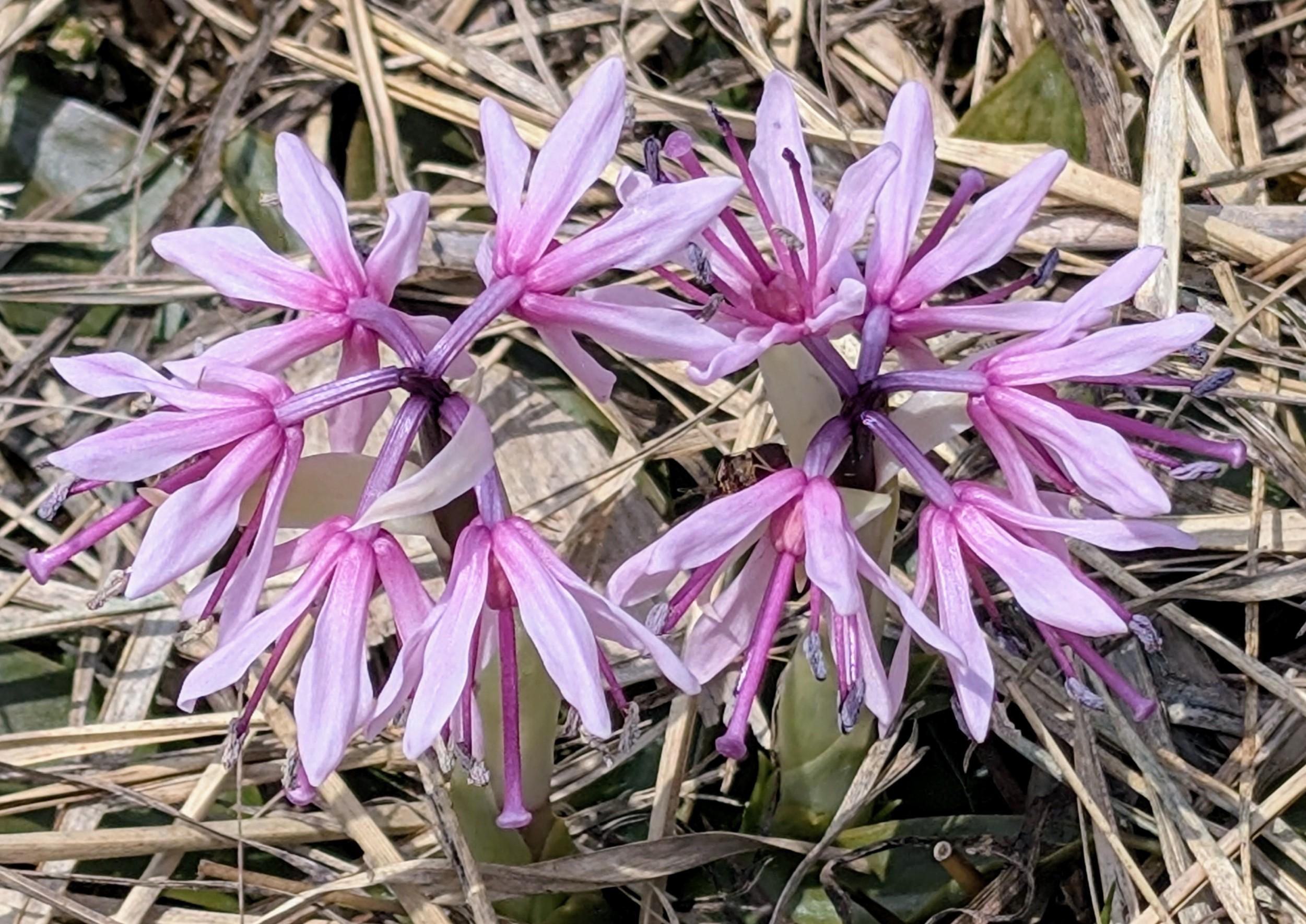 獲得標高500,000m達成。里山ばかり... / 山波幾重さんのモーメント | YAMAP / ヤマップ