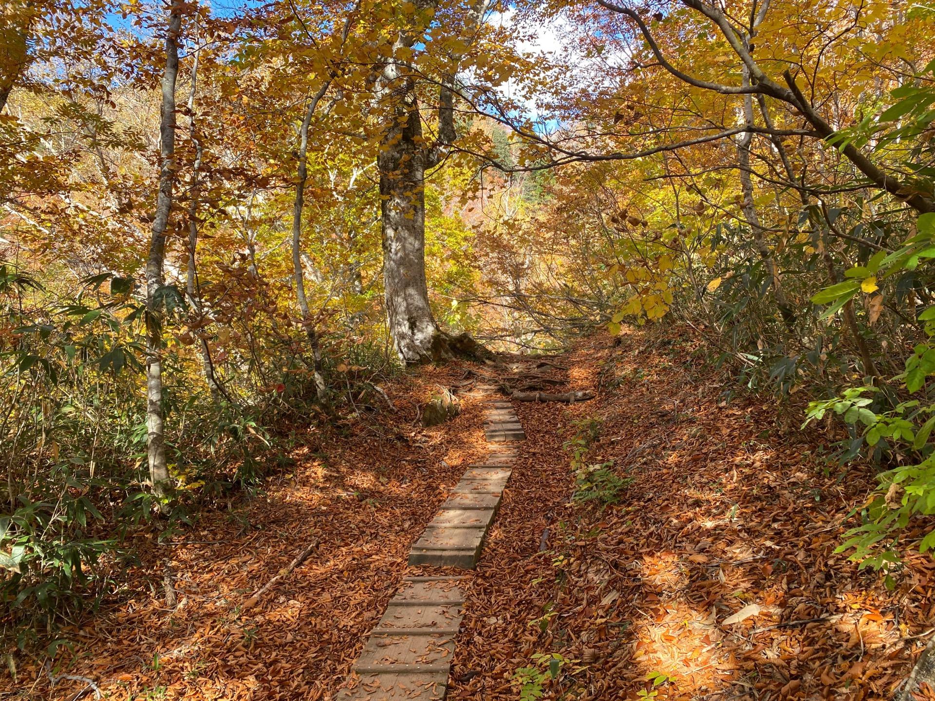 火打山 快晴 / mtakoさんの妙高山・火打山の活動データ | YAMAP / ヤマップ