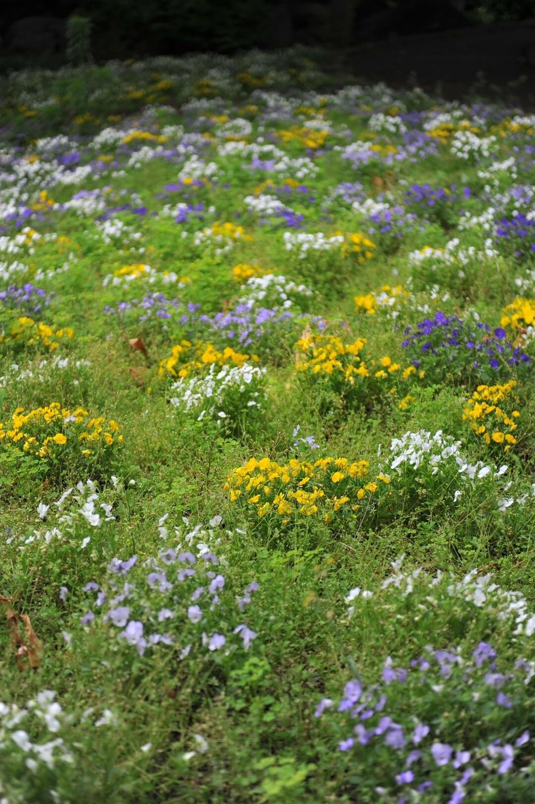大宮花の丘農林公苑 / aka'akaさんのウォーキングの活動データ | YAMAP / ヤマップ