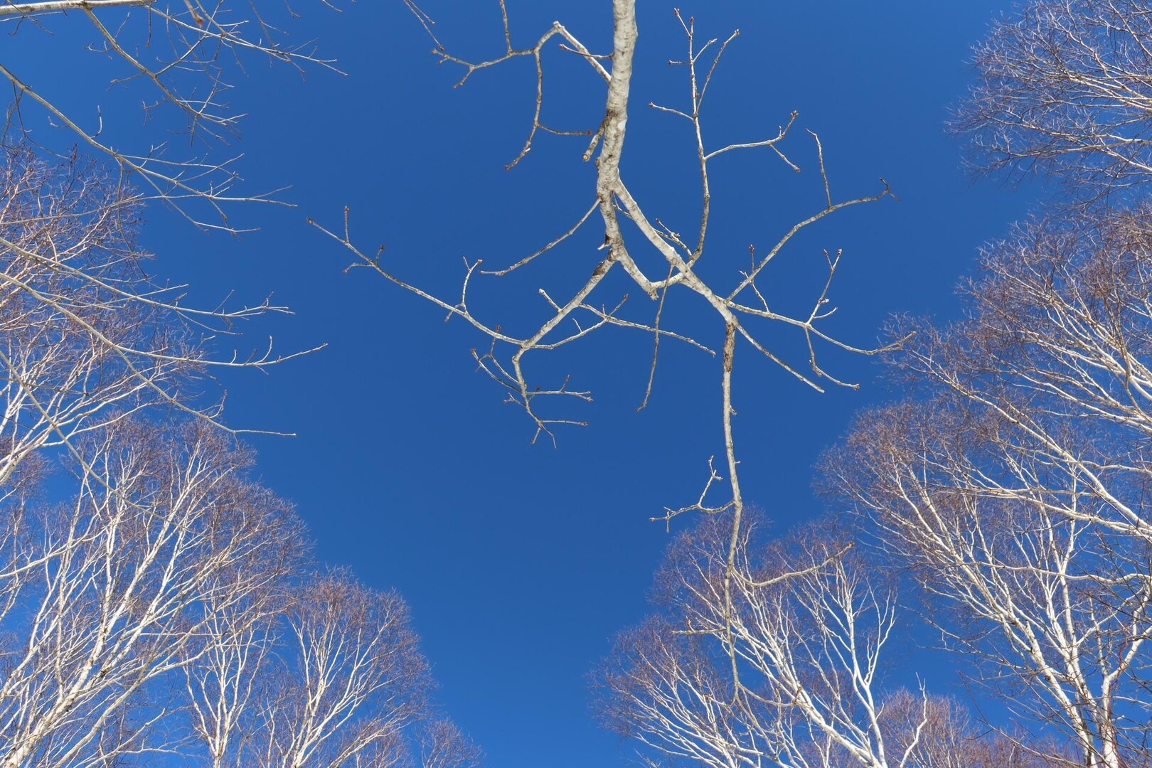 飯縄山（飯綱山） / Neko darake さんの飯縄山の活動データ | YAMAP / ヤマップ