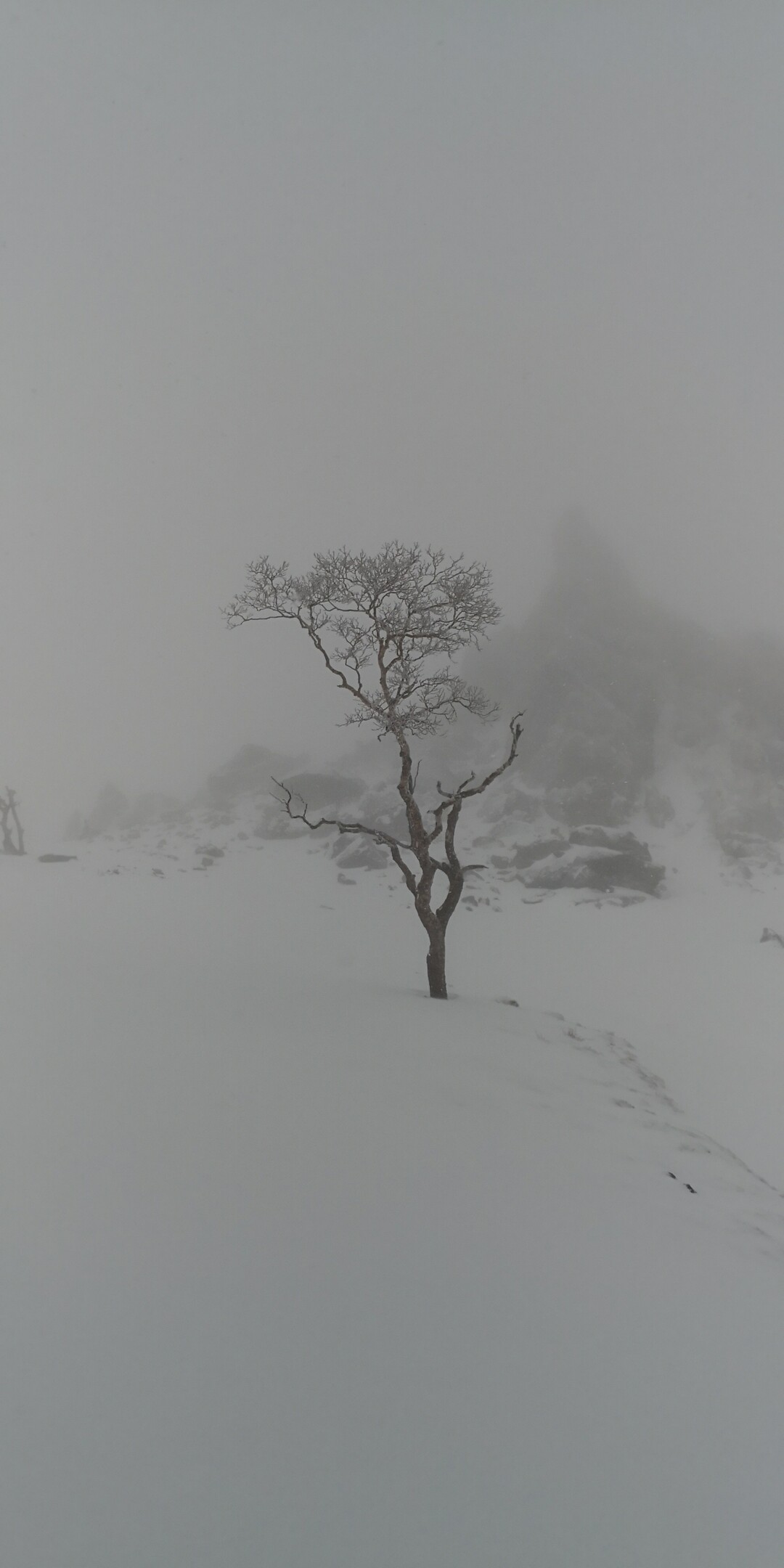 鳳凰山・地蔵岳-2019/04/29-30 / ckxierさんの鳳凰山・地蔵岳・観音岳・薬師岳の活動データ | YAMAP / ヤマップ