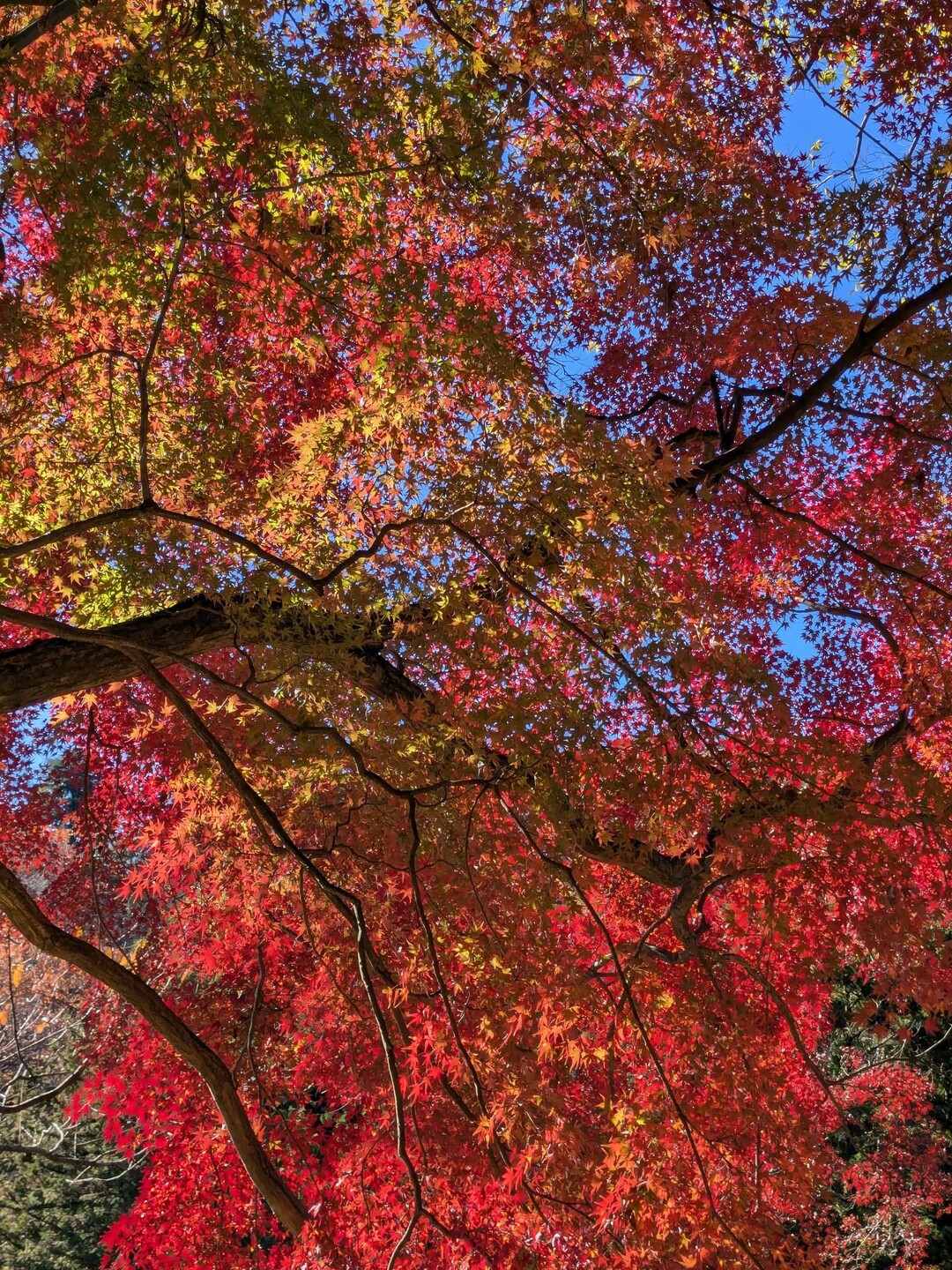 吾妻山 / a24さんの鳴神山・吾妻山の活動データ | YAMAP / ヤマップ