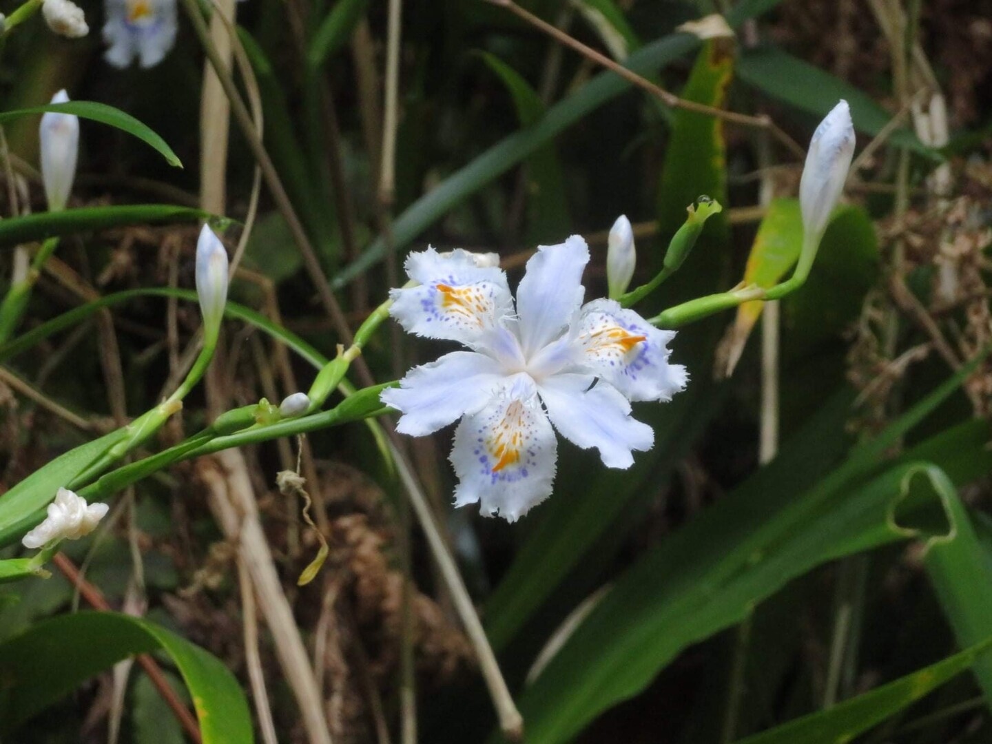 🎵 愛宕寺羅漢の横に著莪の花 悟空22... / kyoyamaさんのモーメント | YAMAP / ヤマップ