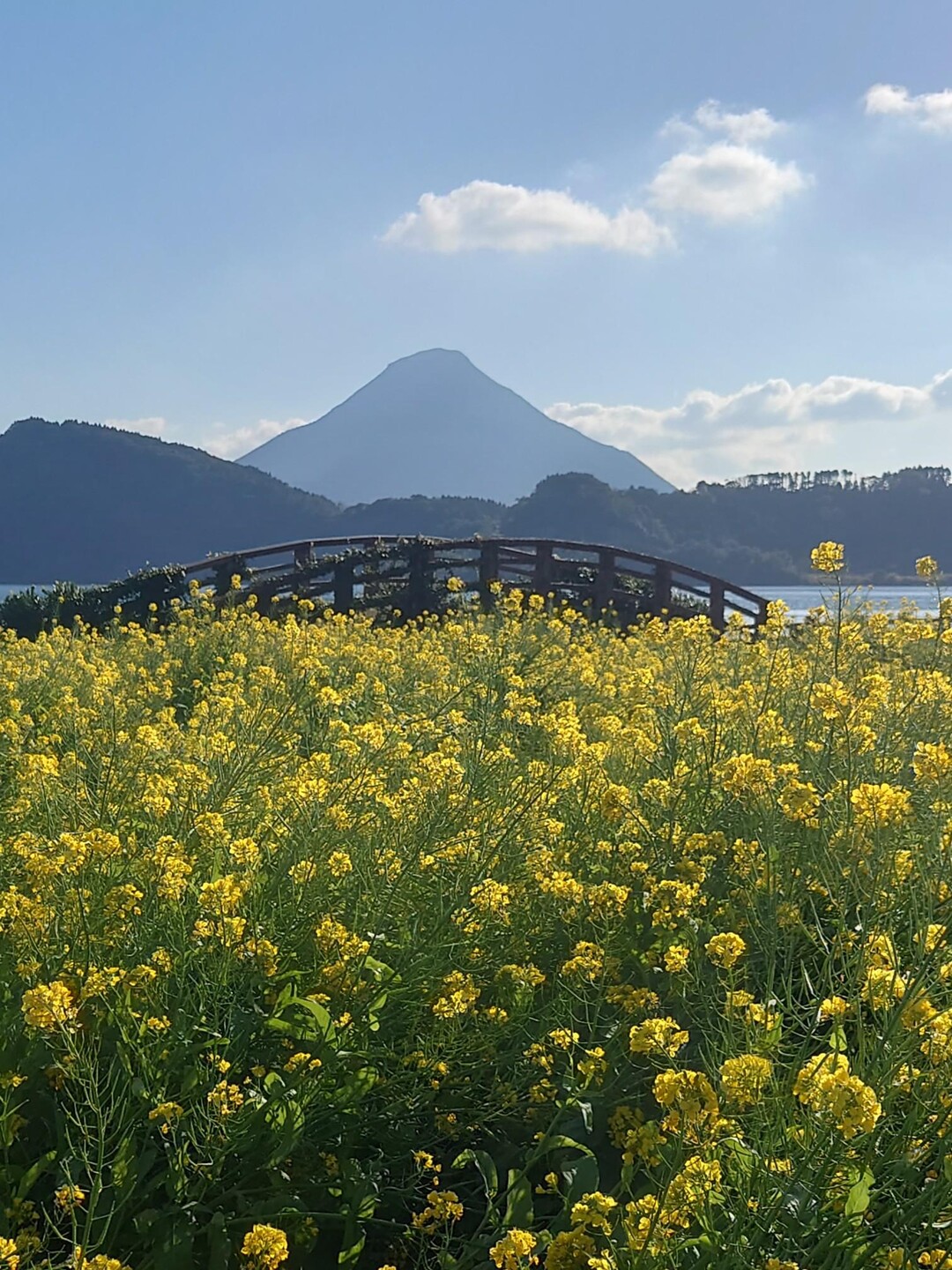 鹿児島🌴遠征②日本百名山開聞岳へ / Bobにゃんさんの開聞岳の活動データ | YAMAP / ヤマップ