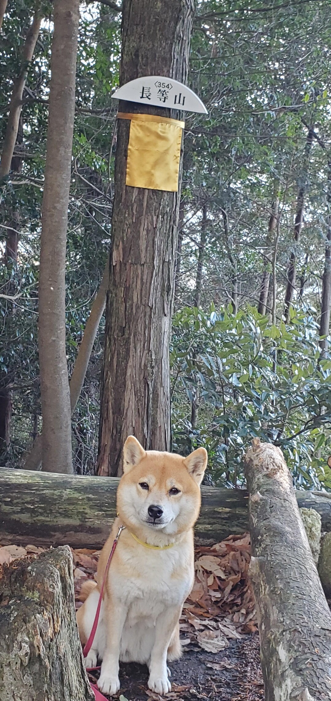 オイヌサマと初登り / damens さんの大文字山・如意ヶ嶽・稲荷山の活動データ | YAMAP / ヤマップ