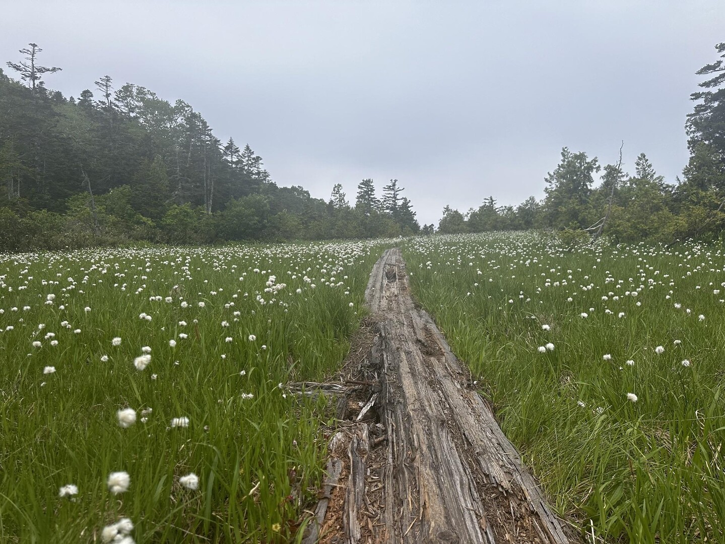 おかわり燧ヶ岳🤗 / shin🤗さんの尾瀬・燧ヶ岳の活動日記 | YAMAP / ヤマップ