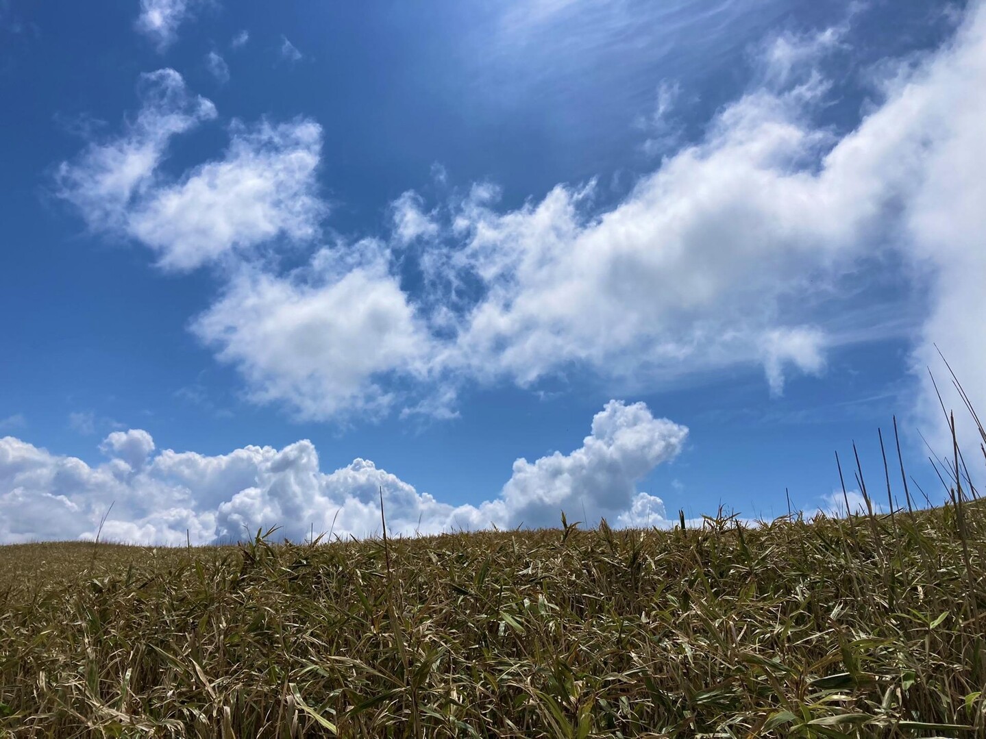 晴れを求めて島根まで 三瓶山 / risaさんの三瓶山・大平山の活動データ | YAMAP / ヤマップ