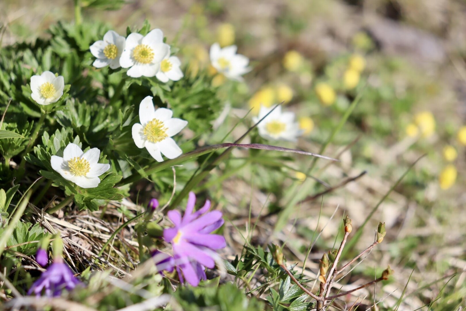 松手山・平標山・前仙ノ倉山・仙ノ倉山 / Neko darake さんの仙ノ倉山・平標山・大源太山の活動データ | YAMAP / ヤマップ