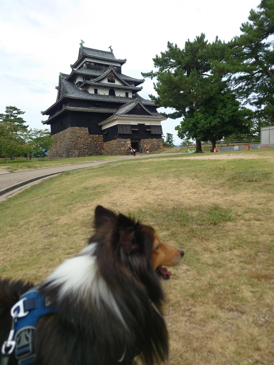 大山からの寄り道🦊🕺松江城鬼太郎B'... / Teddyさんのモーメント | YAMAP / ヤマップ
