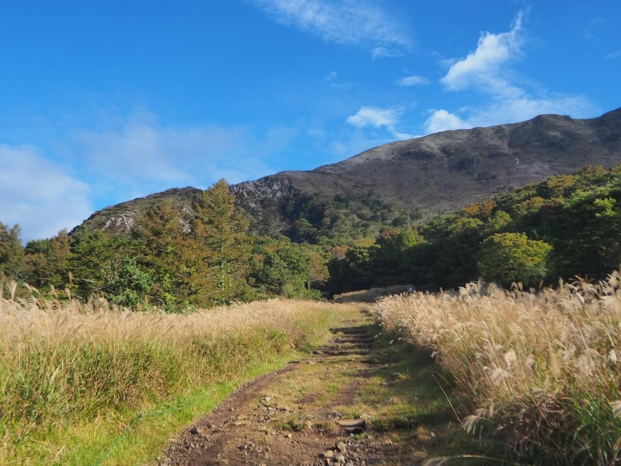 ★ 伊吹山 ★雄々しさ全開！ススキの伊吹さま / sakura.nnさんの伊吹山・伊吹高原・御座峰の活動データ | YAMAP / ヤマップ