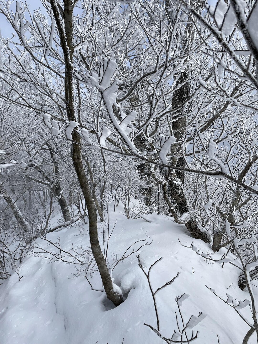 男三瓶山（三瓶山） / Akioさんの三瓶山・大平山の活動データ | YAMAP / ヤマップ