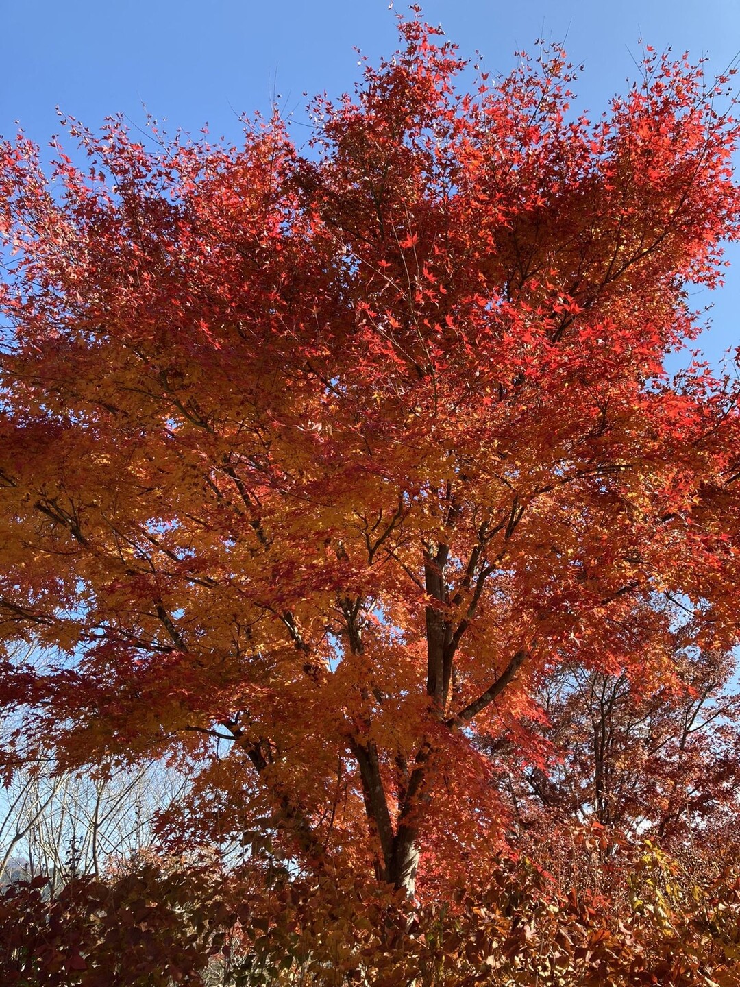 今日の富士吉田の紅葉🍁です 綺麗でした... / あにさんのモーメント | YAMAP / ヤマップ