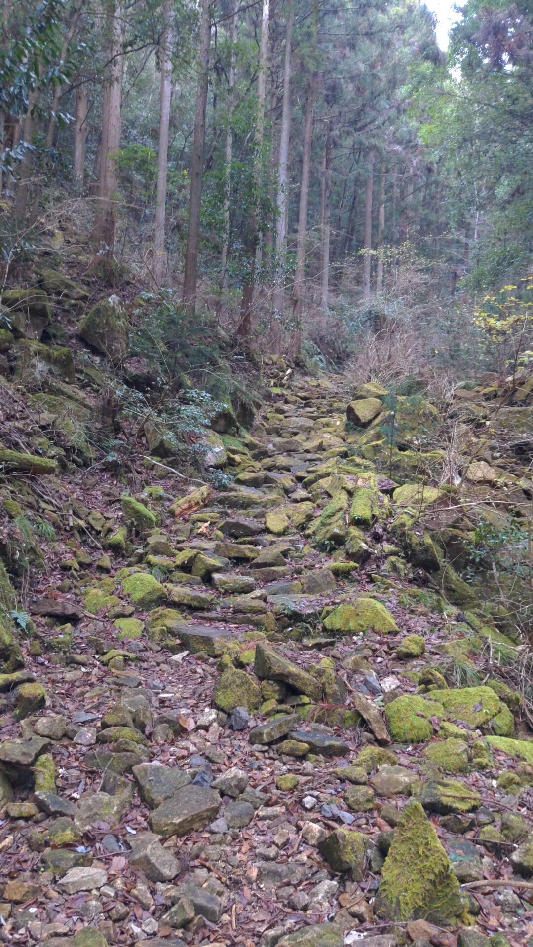 saeさんの投稿したフィールドメモ | YAMAP / ヤマップ