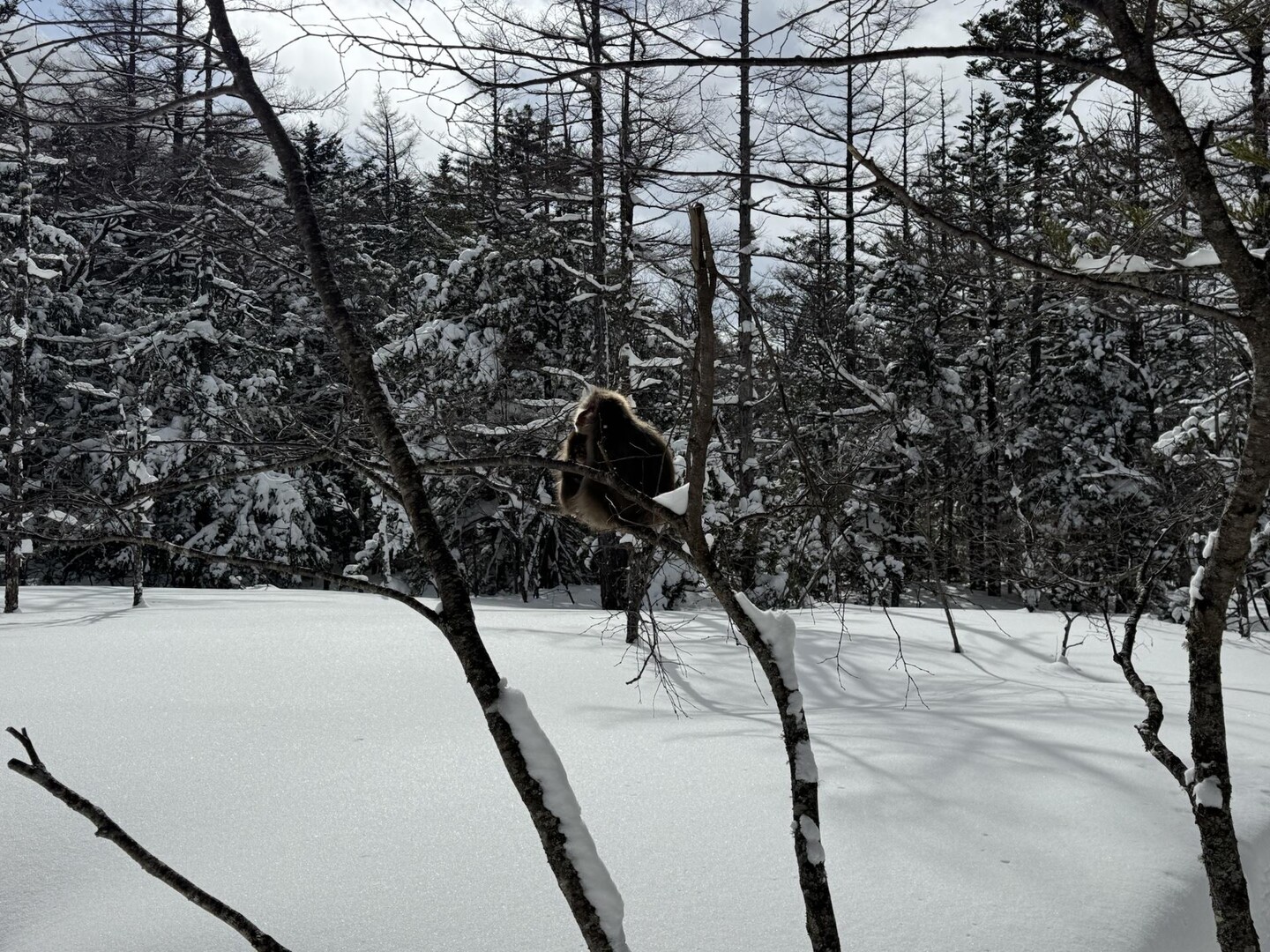 上高地-2025-02-10スノーシュー / yayoiさんの槍ヶ岳・穂高岳・上高地の活動データ | YAMAP / ヤマップ