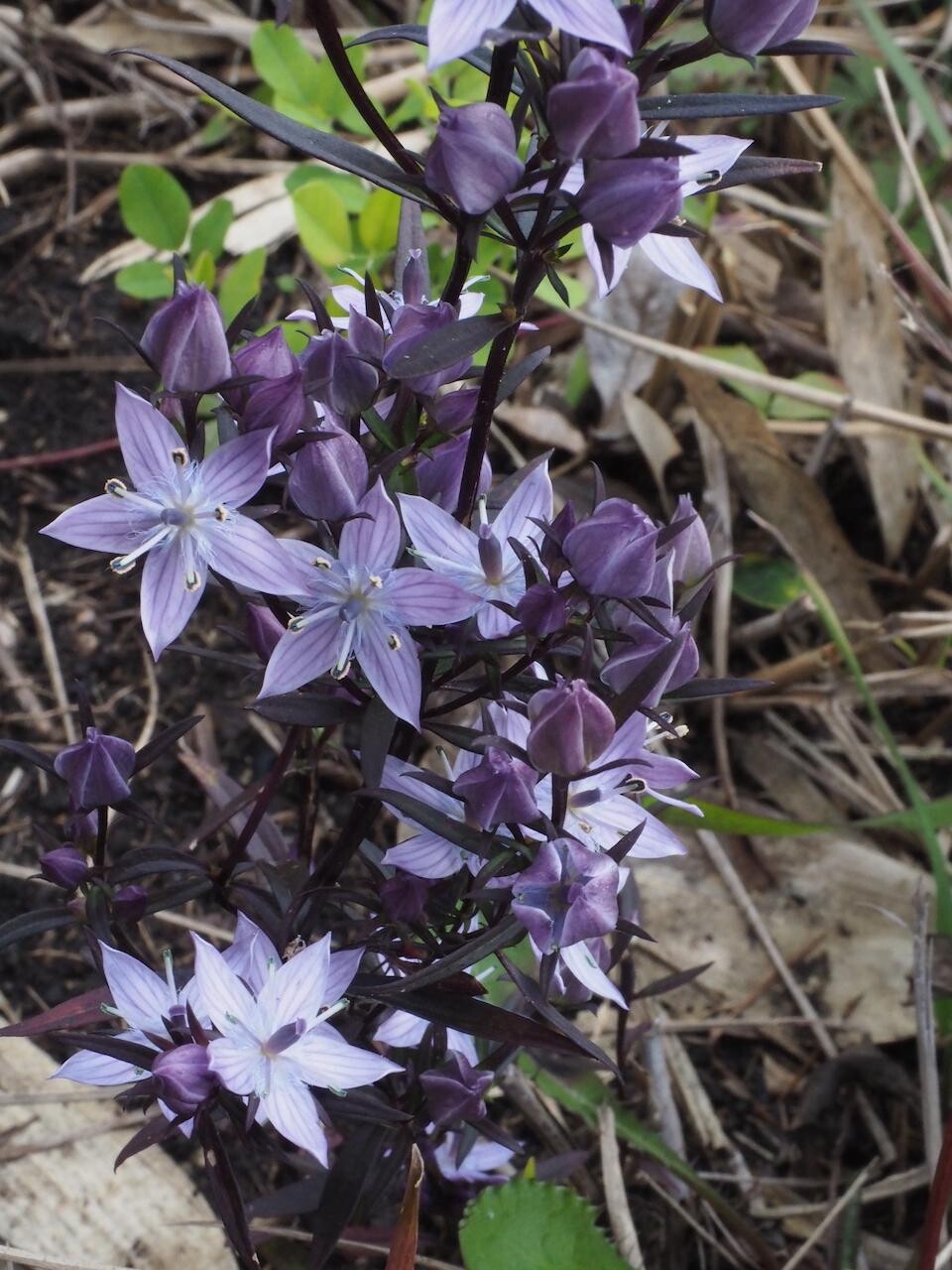 深入山 ムラサキセンブリに逢いに / fujitacさんの深入山の活動データ | YAMAP / ヤマップ