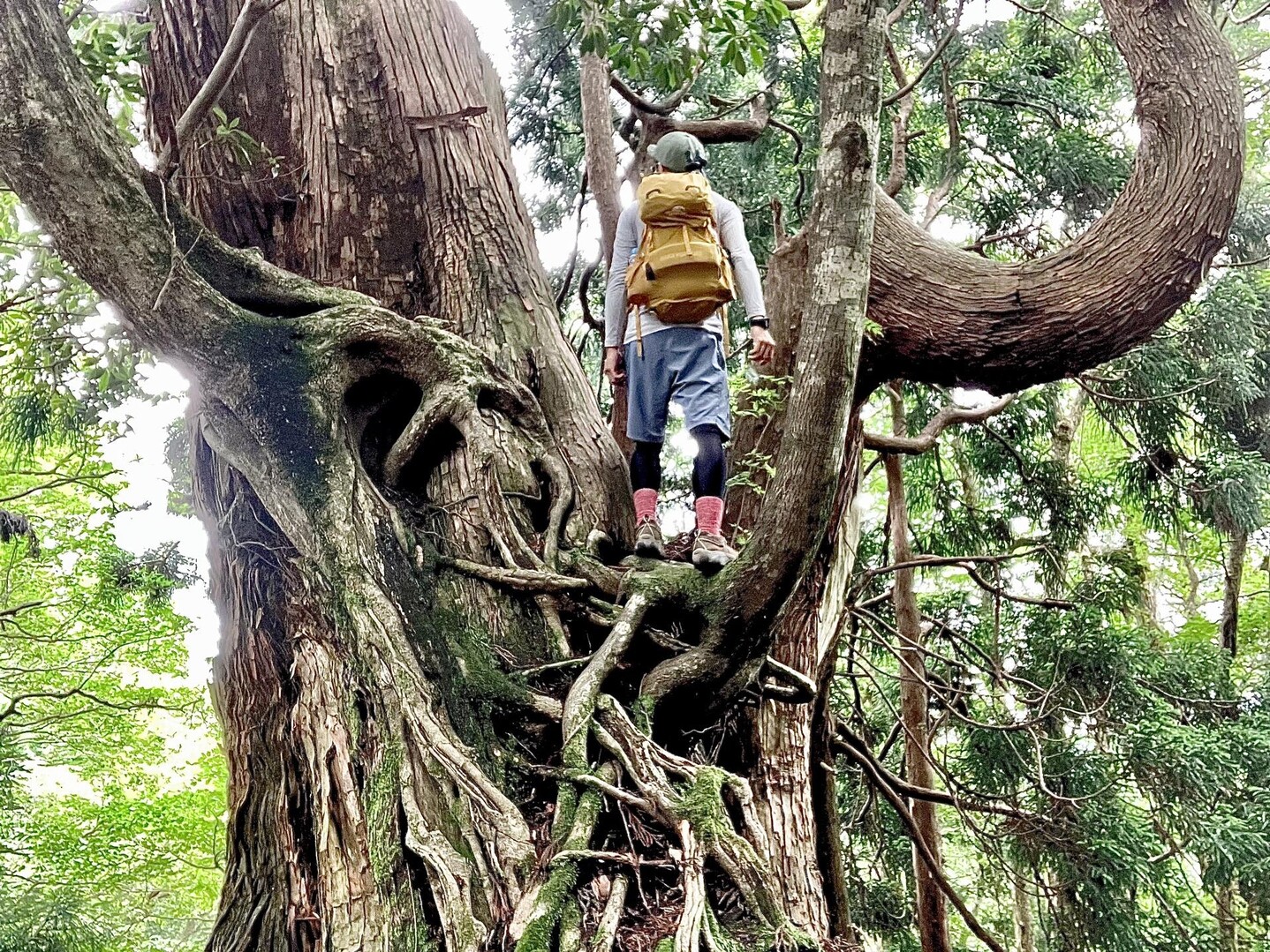 小野村割岳 / Keiichiさんの三国岳・経ヶ岳・小野村割岳の活動日記 | YAMAP / ヤマップ