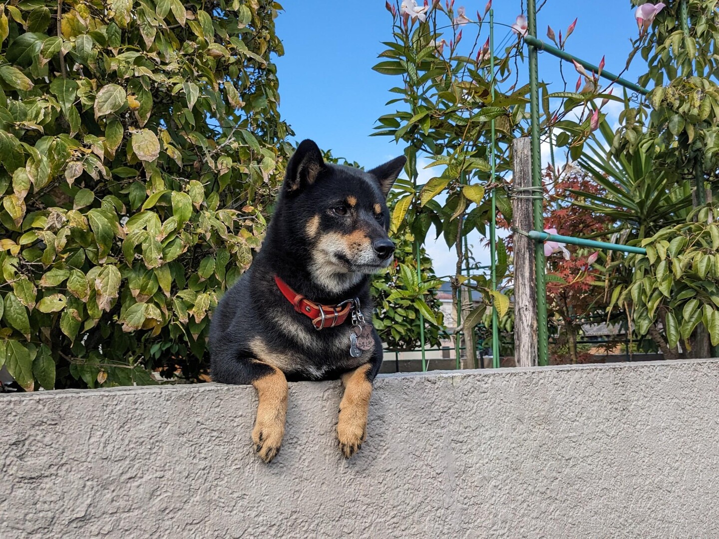 JRウォークin江北🚃 / こななさんの登山の活動データ | YAMAP / ヤマップ