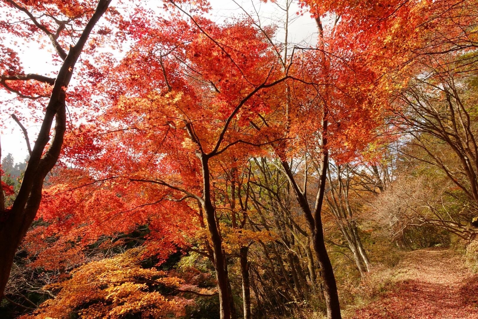 御岳山 紅葉狩り / D40さんの大岳山・御岳山・御前山の活動データ | YAMAP / ヤマップ