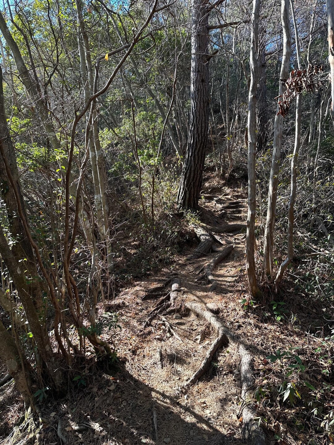 Jangers ジャンガースさんの投稿したフィールドメモ | YAMAP / ヤマップ