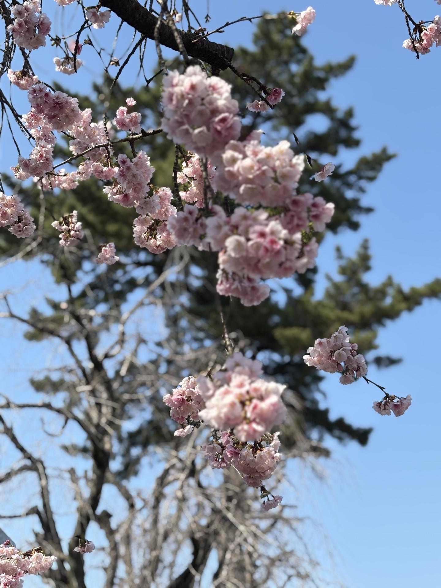 満開の安行桜🌸今年も綺麗に咲いてくれて... / drankmonkeyさんのモーメント | YAMAP / ヤマップ