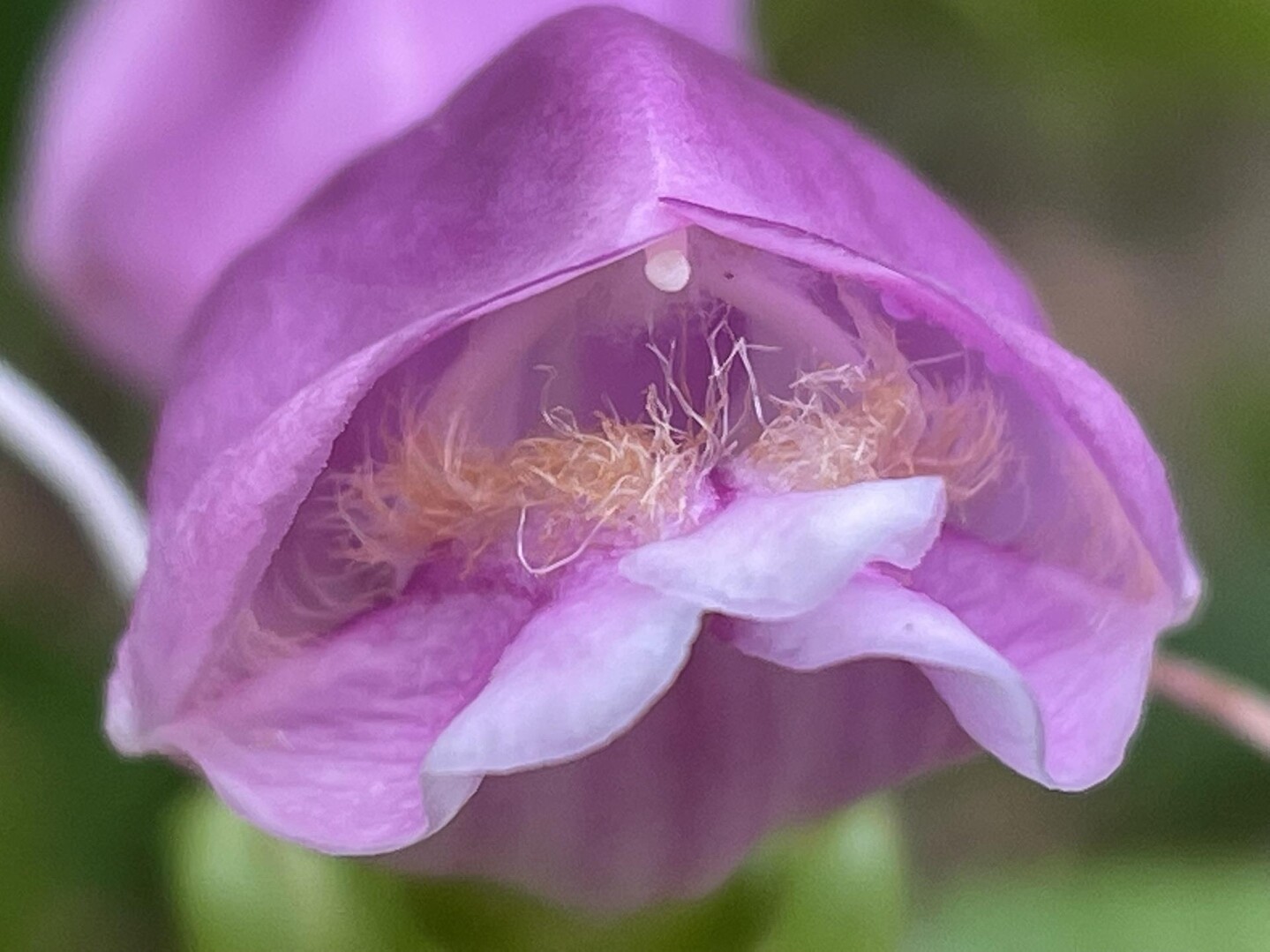 お花便りR4 vol.35 今朝も冷んや... / kaizaさんのモーメント | YAMAP / ヤマップ