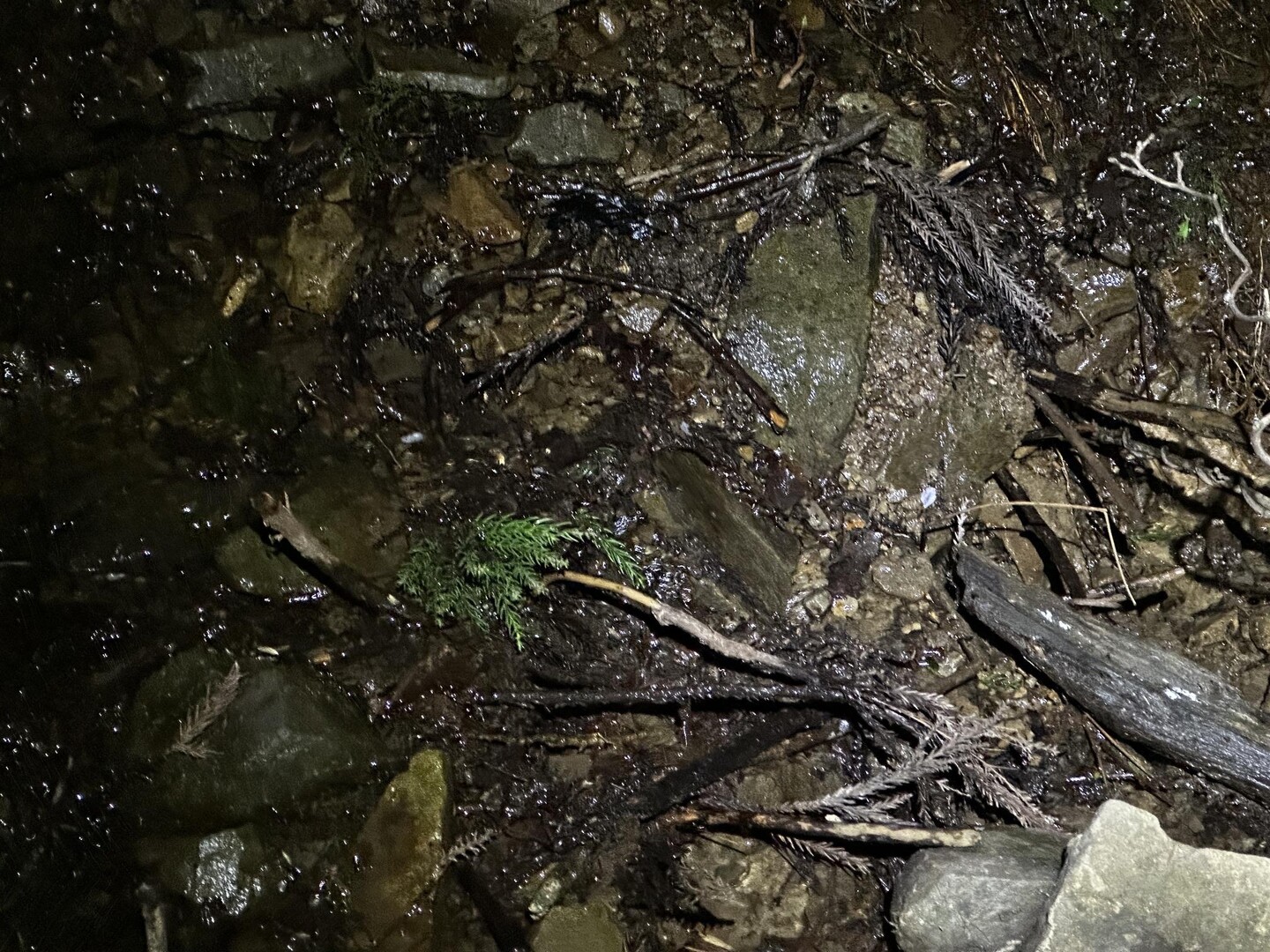 podoryさんの投稿したフィールドメモ | YAMAP / ヤマップ