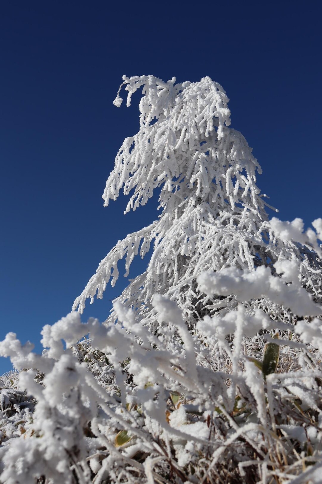 湯ノ丸山 / Neko darake さんの湯ノ丸山・角間山・鍋蓋山の活動データ | YAMAP / ヤマップ