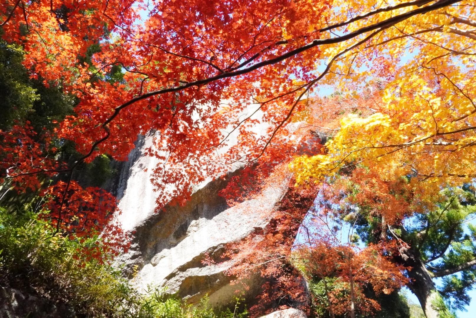 笠置山 紅葉と巨石めぐり / sachiさんの笠置山の活動データ | YAMAP / ヤマップ