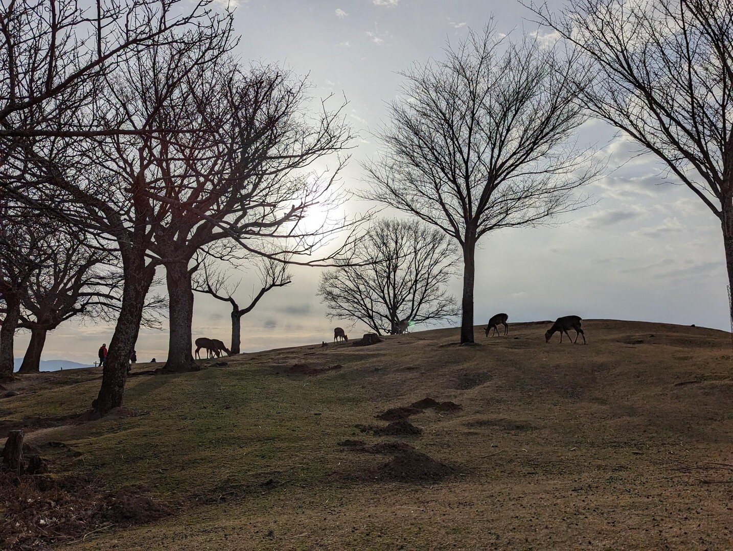 羊の後は鹿まみれ / mktさんの若草山・芳山・高円山の活動データ | YAMAP / ヤマップ