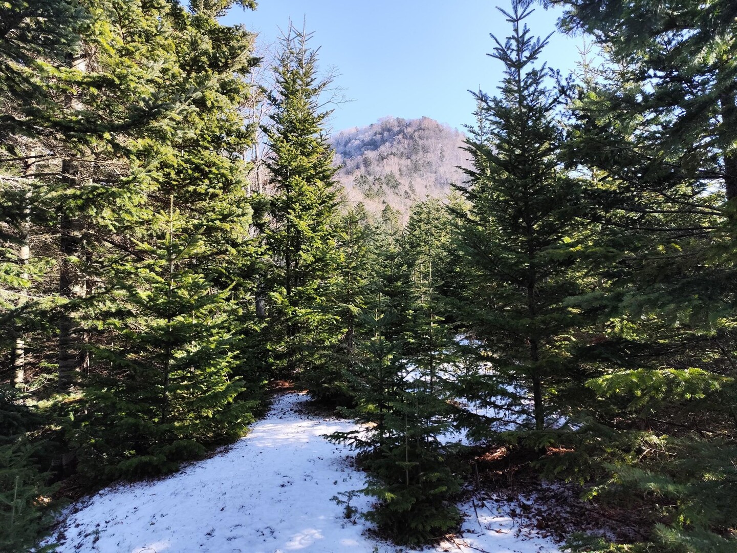 念願の川流布山(かわるっぷ山) / kouさんのウコタキヌプリの活動データ | YAMAP / ヤマップ